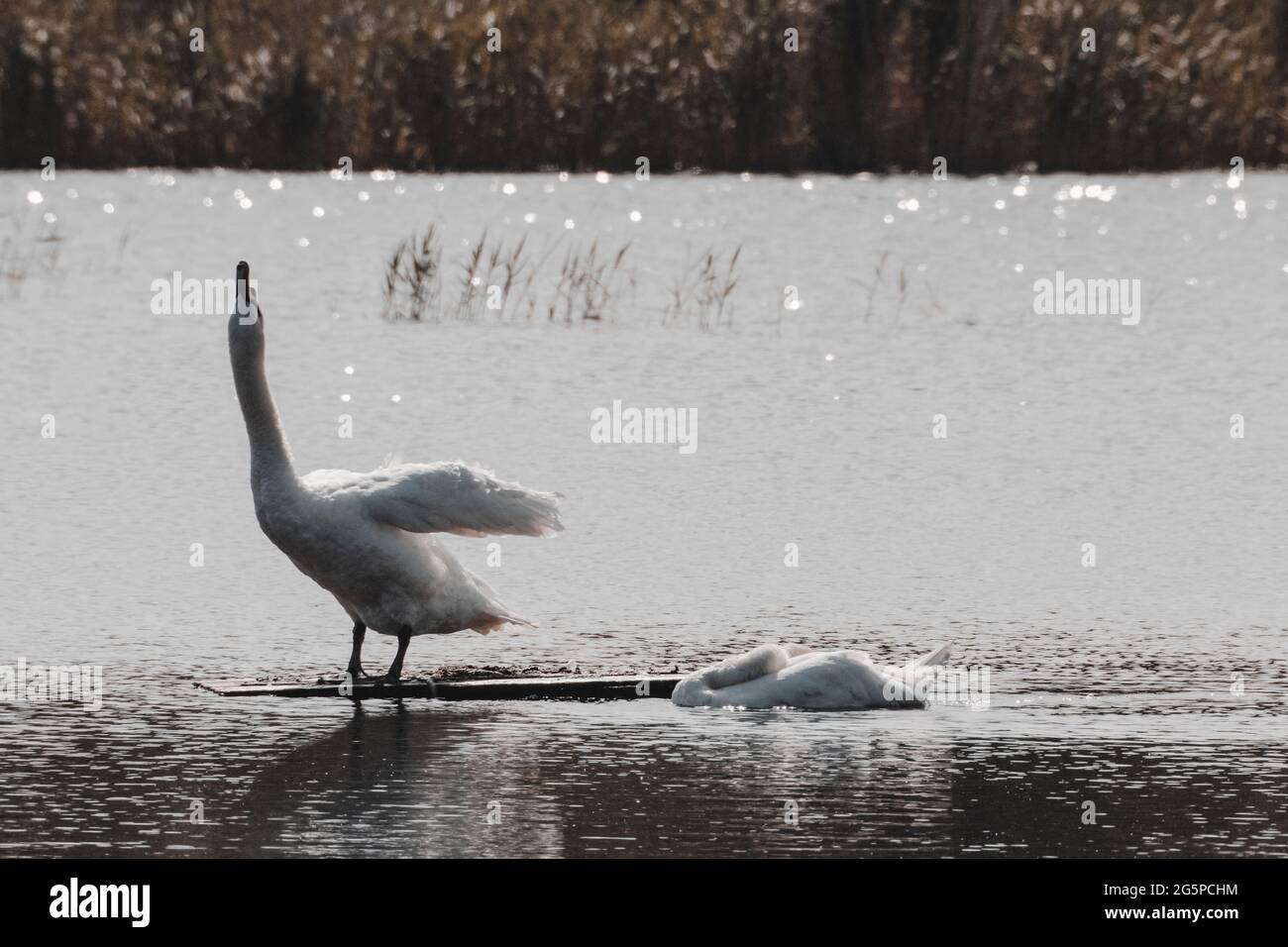 Early Morning Waking Swans Stock Photo - Alamy