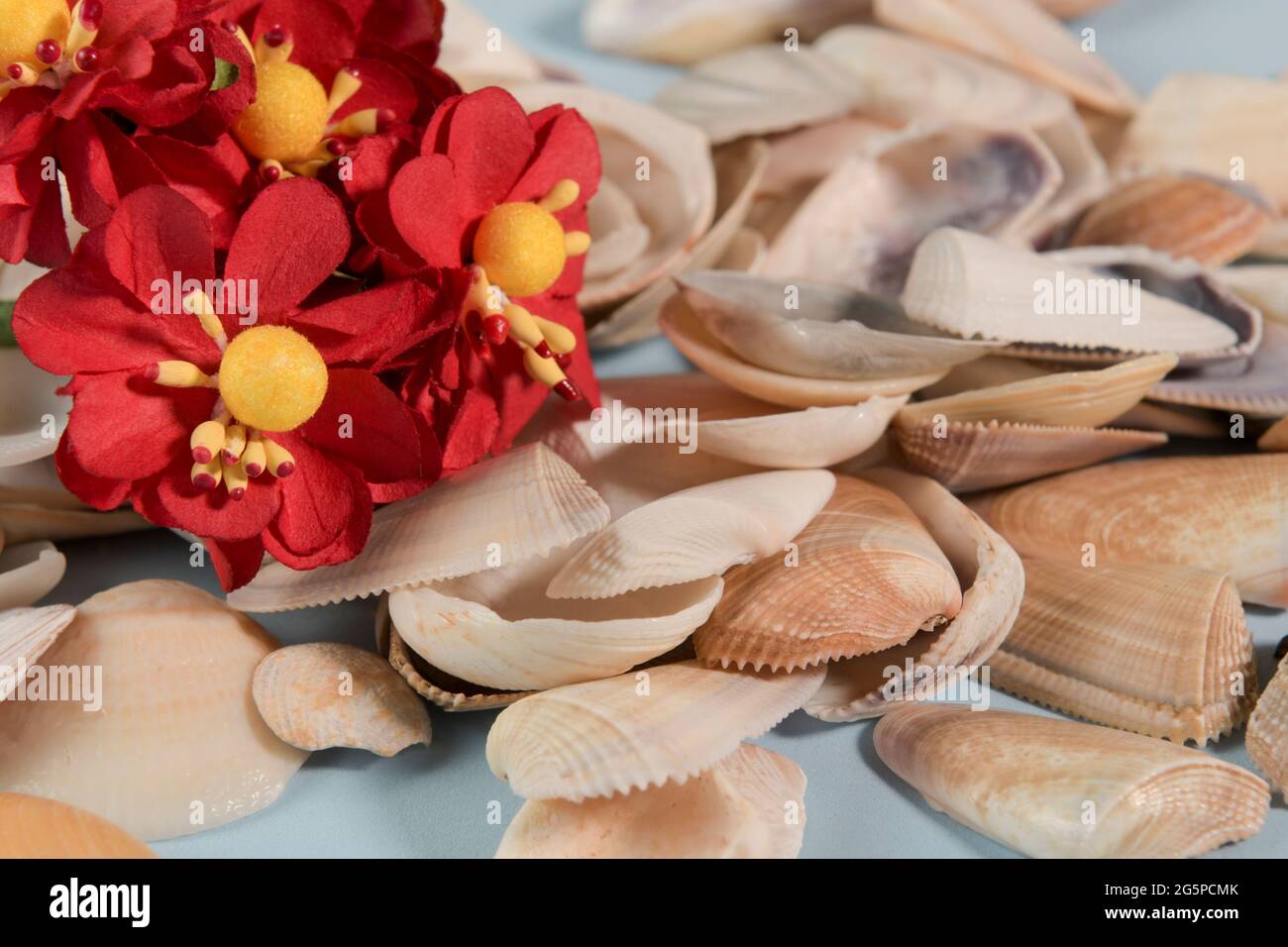 Seashell decoration hi-res stock photography and images - Alamy