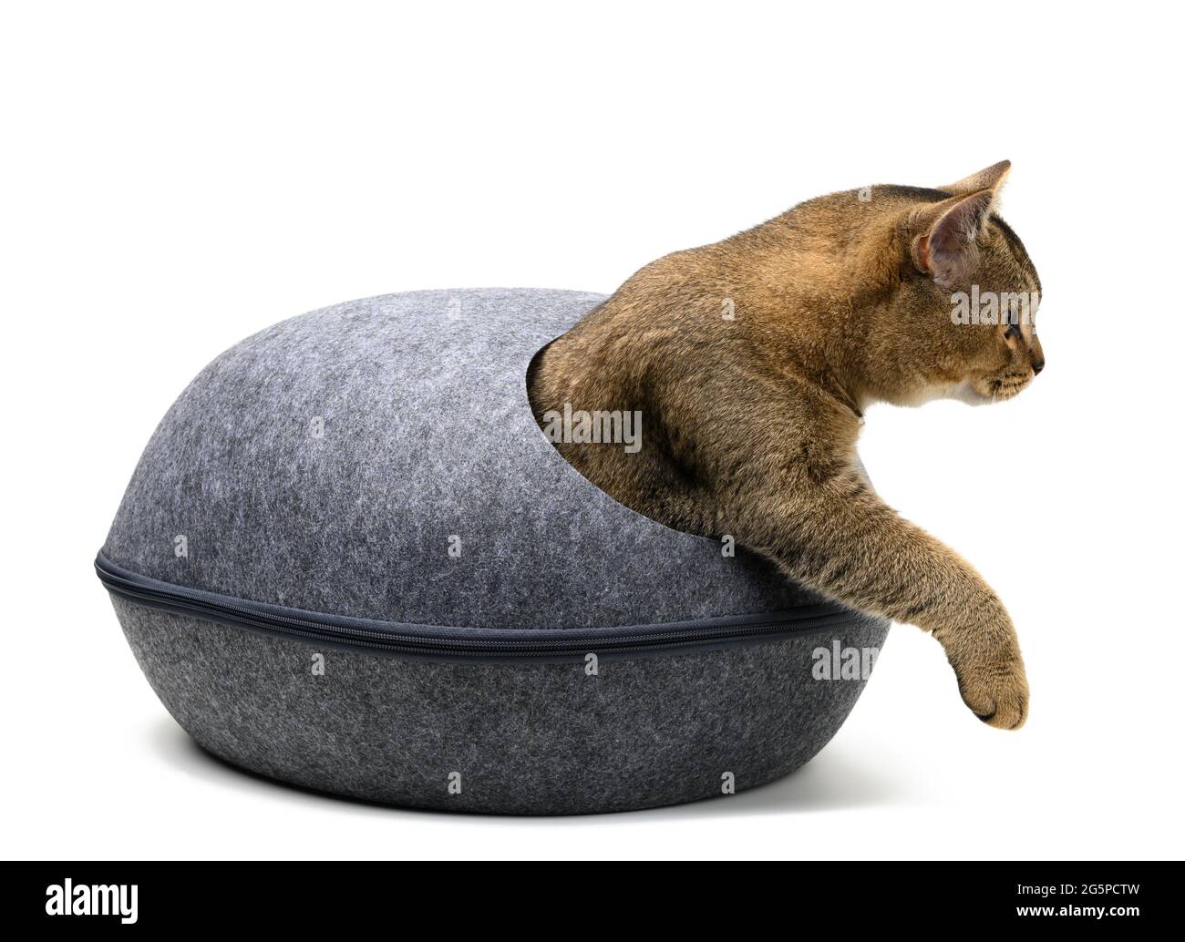 young gray scottish straight cat coming out of a gray felt house to ...