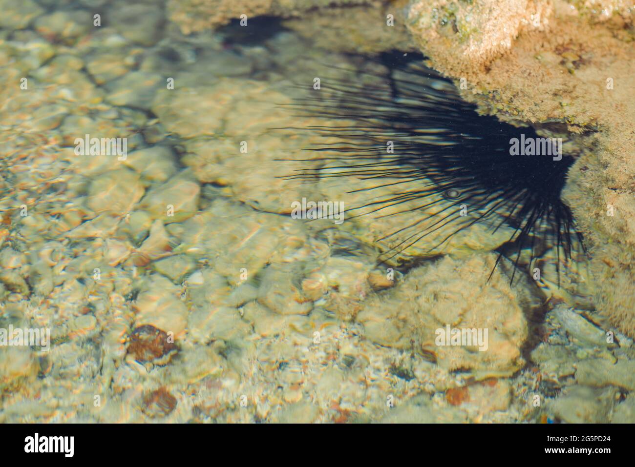 sea urchin with long needles under stone at low tide of red sea Stock ...