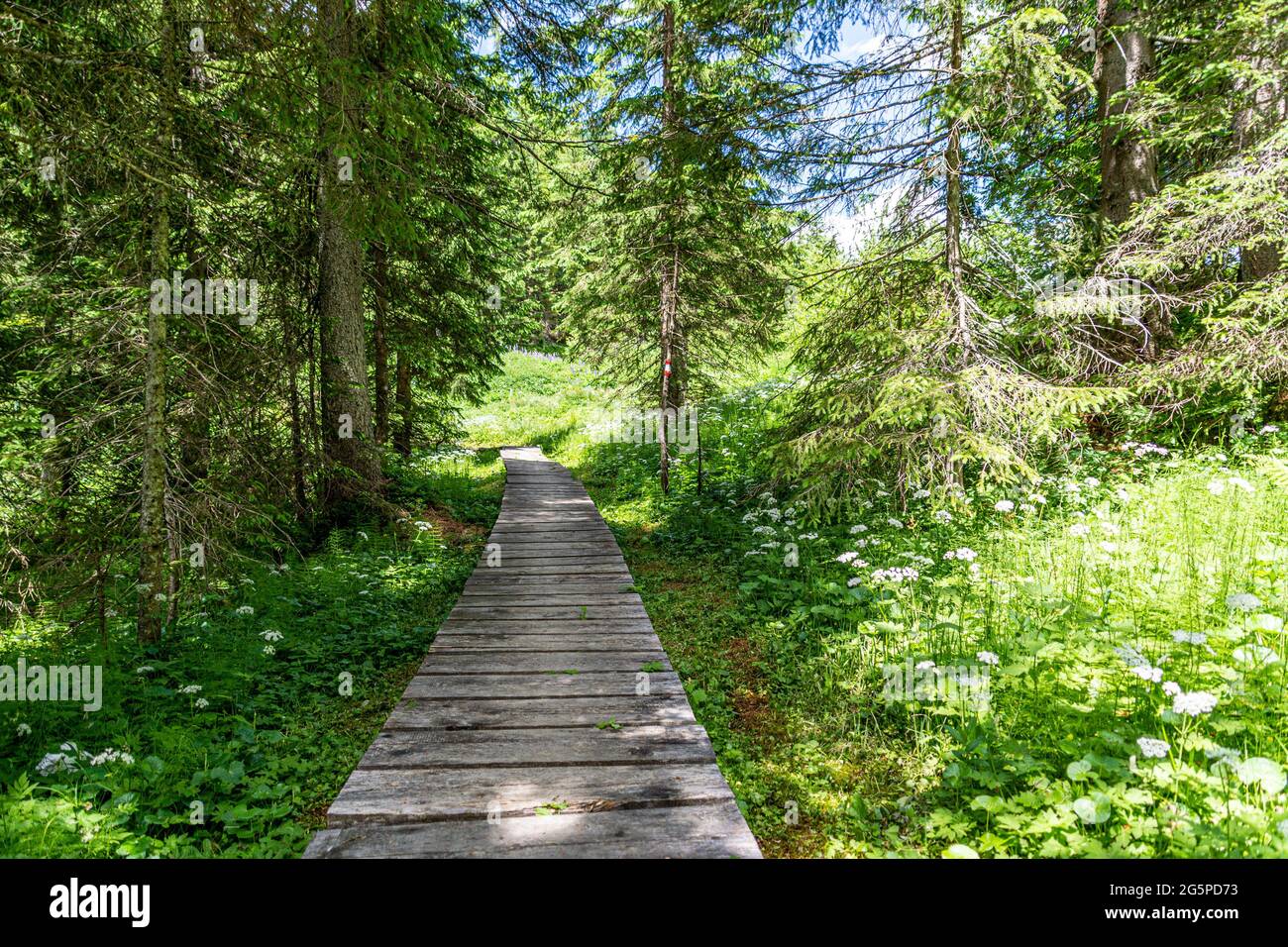 Forrest walkway hi-res stock photography and images - Alamy