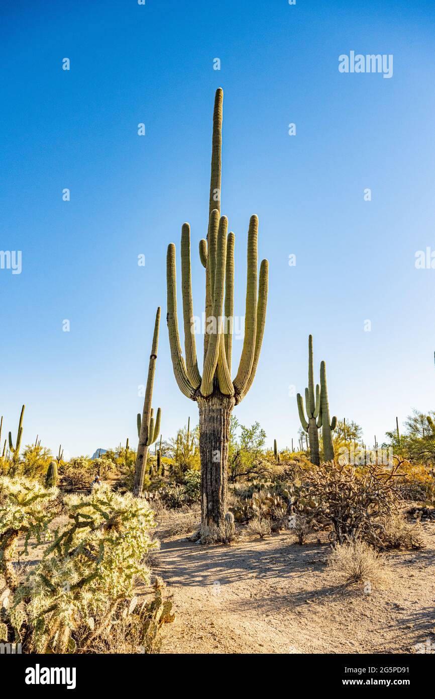 Close up saguaro cactus sand hi-res stock photography and images - Alamy