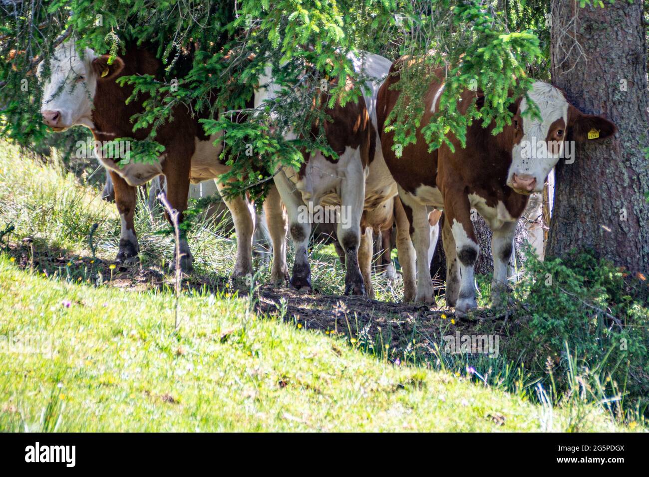 Cattle under a tree hi-res stock photography and images - Alamy