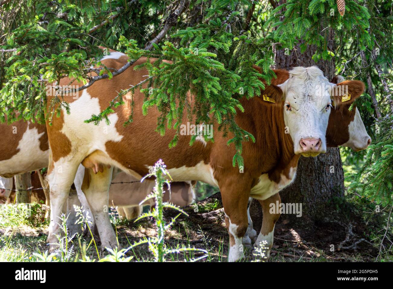 Cattle standing in shade under a tree on a meadow in the Austria Alps ...