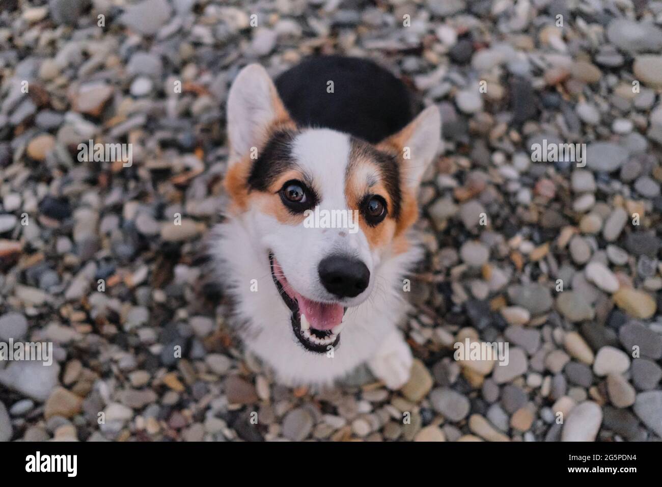 Portrait of charming Welsh corgi Pembroke tricolor on background of ...