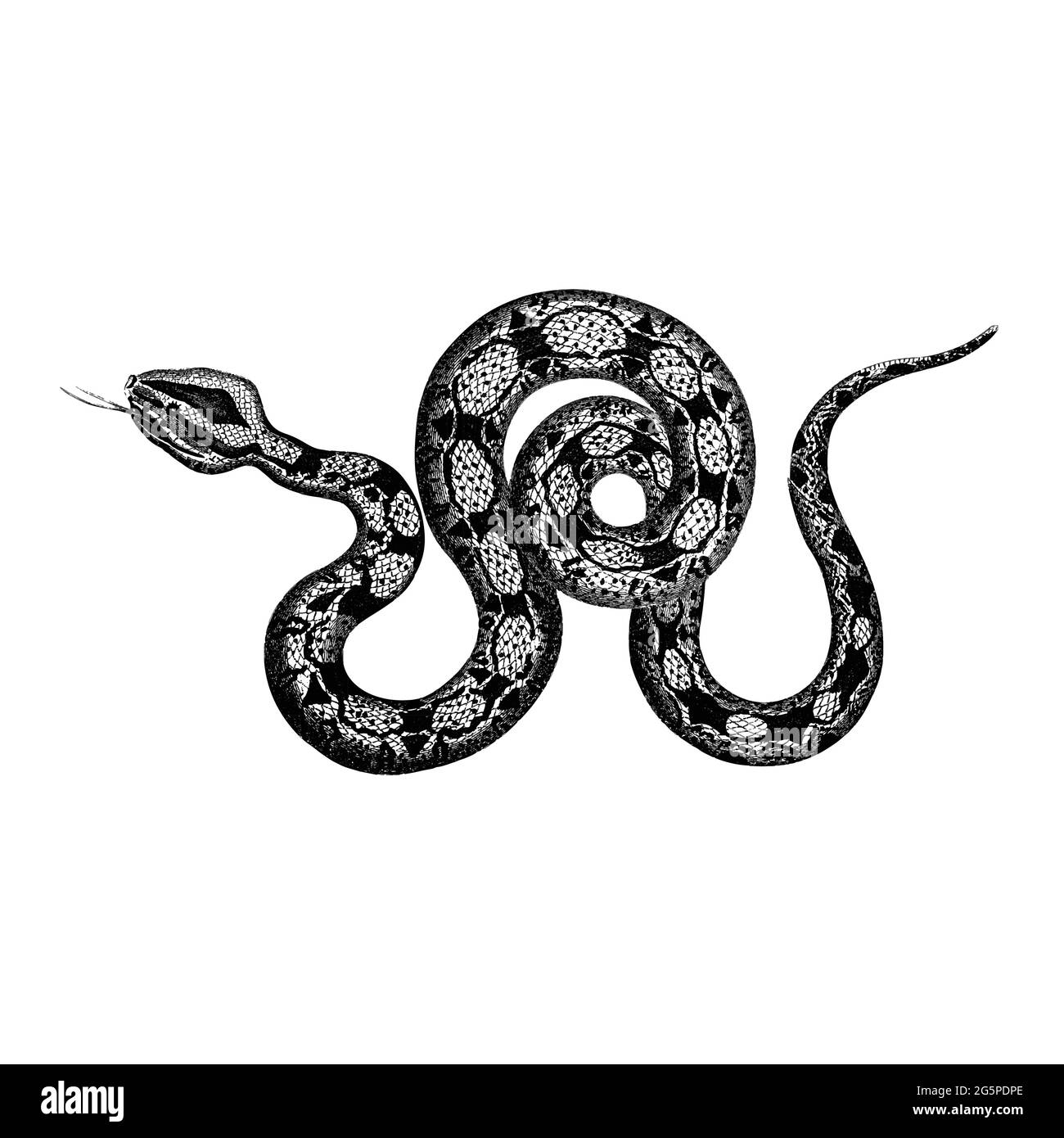 Illustrations Boa High Resolution Stock Photography and Images - Alamy