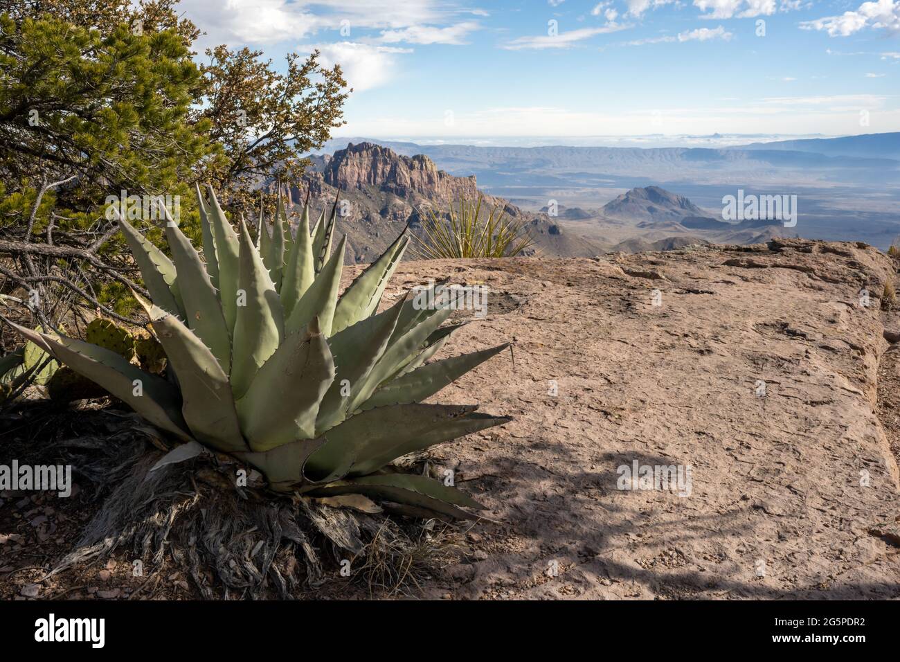 Multiple Agave Grows On The Cliff Side of Chisos Mountains from the ...