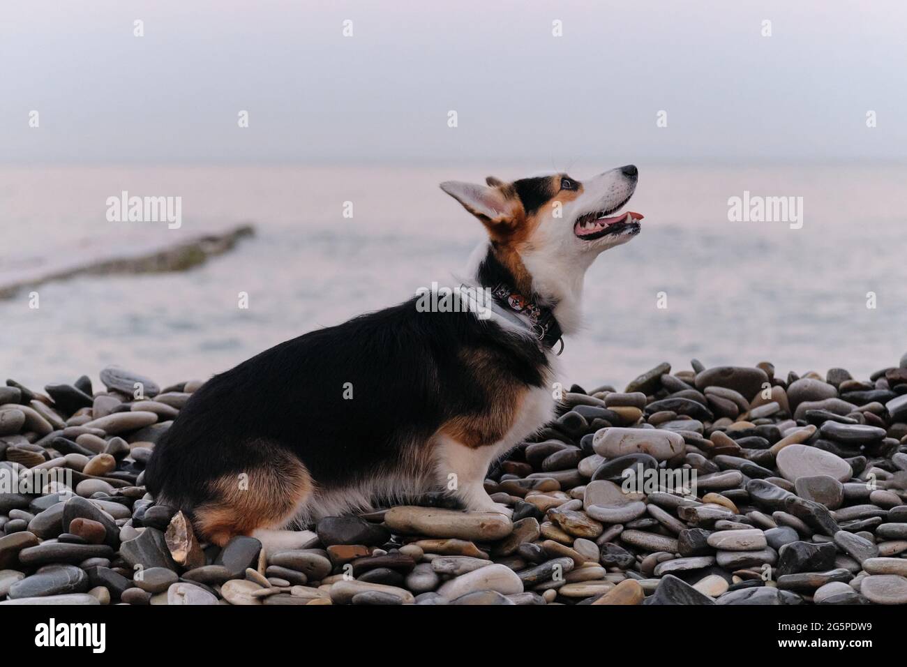 Welsh Corgi Pembroke tricolor sits on pebble beach in morning against ...