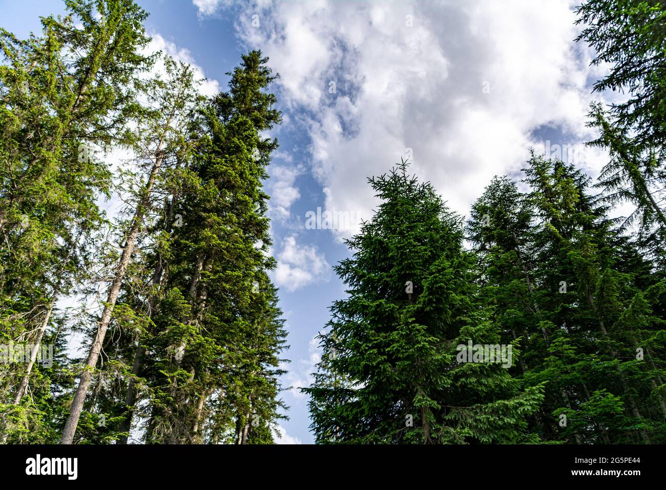 Low angle view of fir trees in a forrest Stock Photo - Alamy