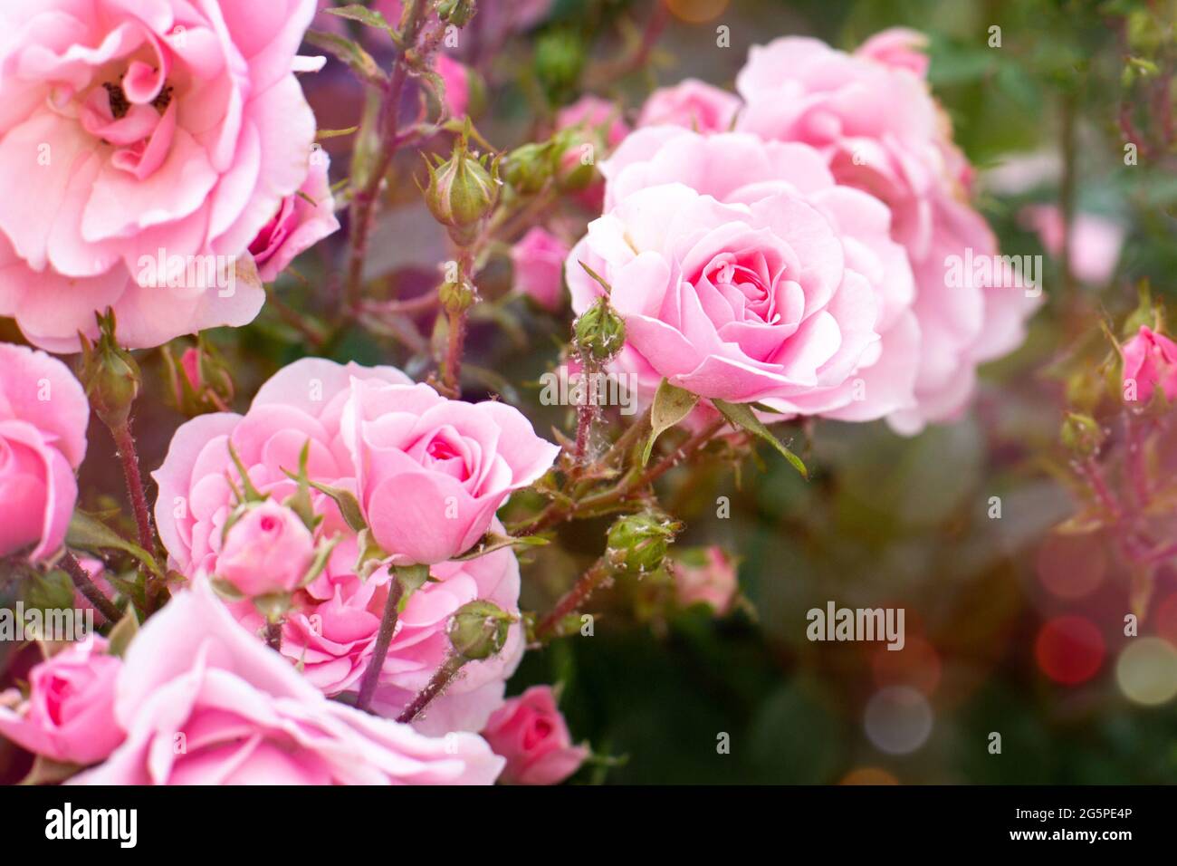 A bush of pink blooming roses with buds, summer bloom Stock Photo - Alamy