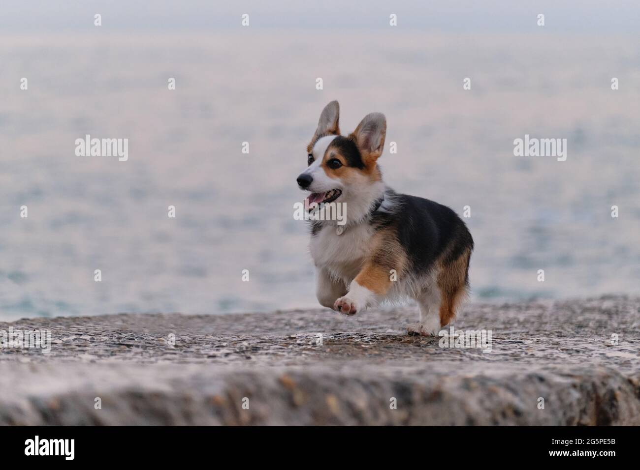 Pembroke tricolor Welsh corgi runs merrily along pier in morning ...