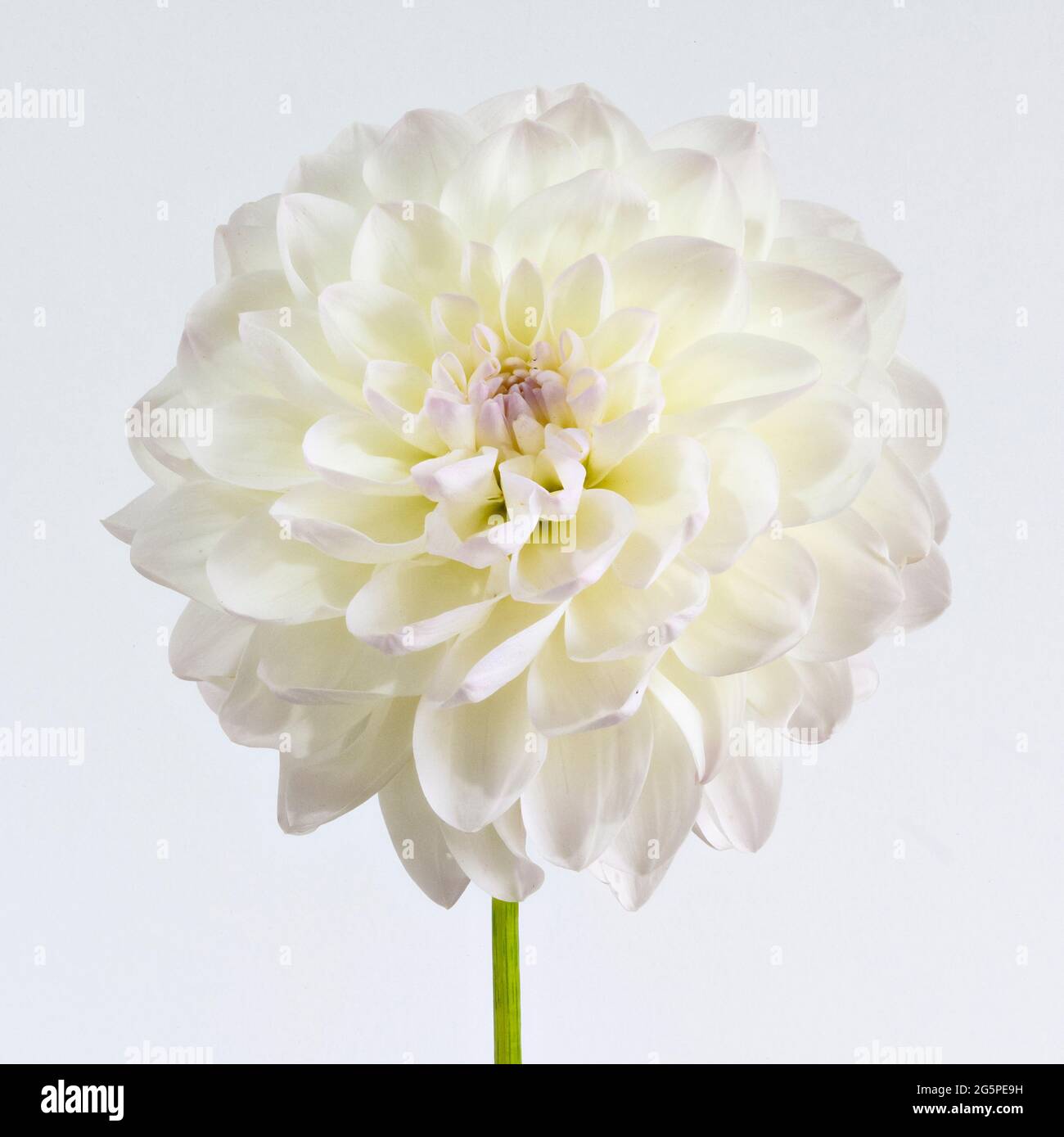Close up of a white Pom Pom Dahlia flower. A member of the Compositae ...