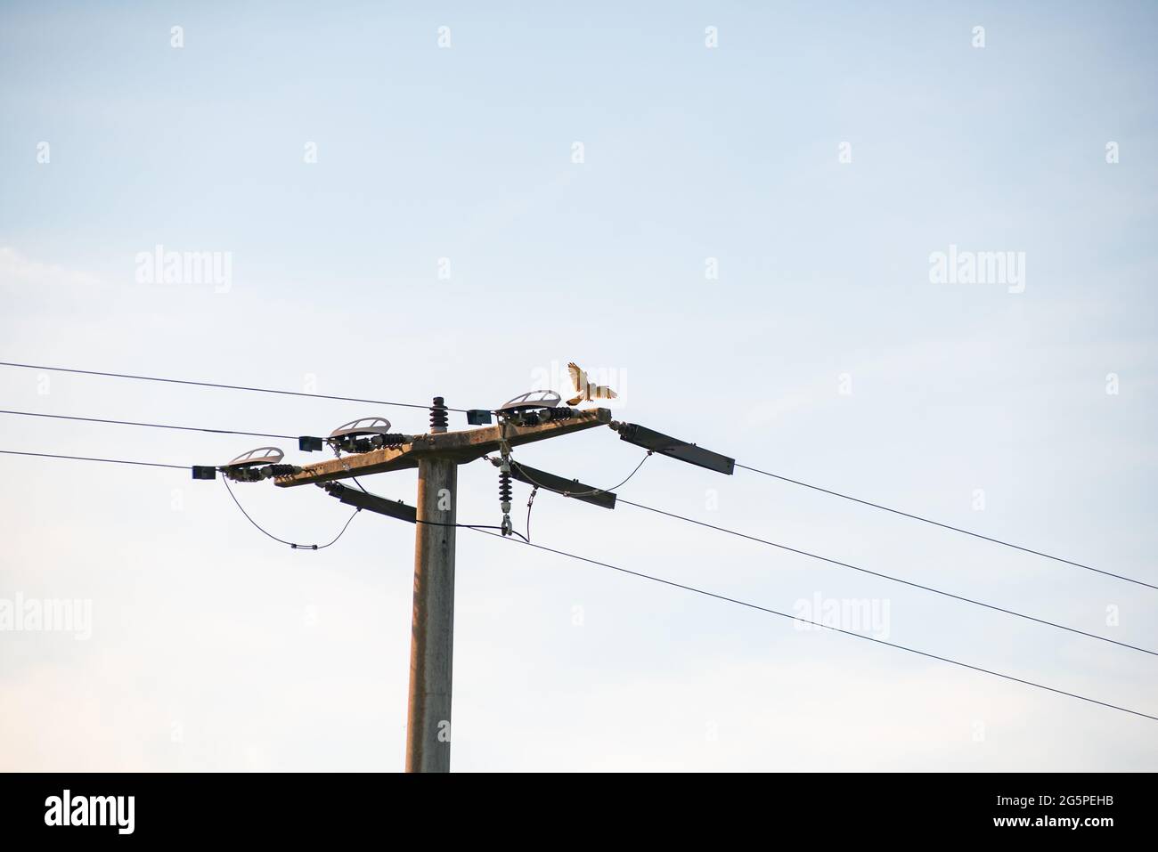 Hawk landing on pylon Stock Photo - Alamy