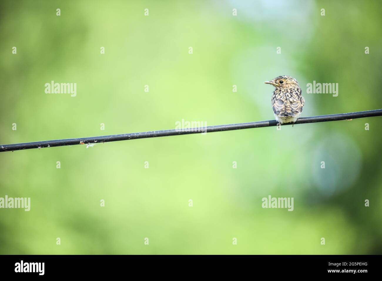 Beautiful little bird sitting on a tree branch Stock Photo - Alamy