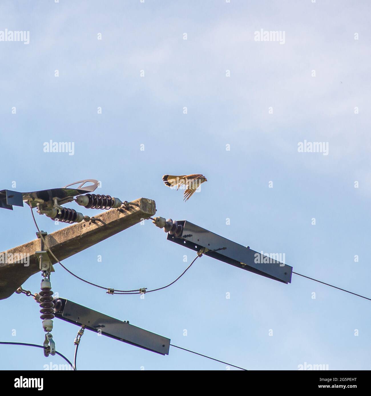 Hawk taking off from Pylon Stock Photo - Alamy