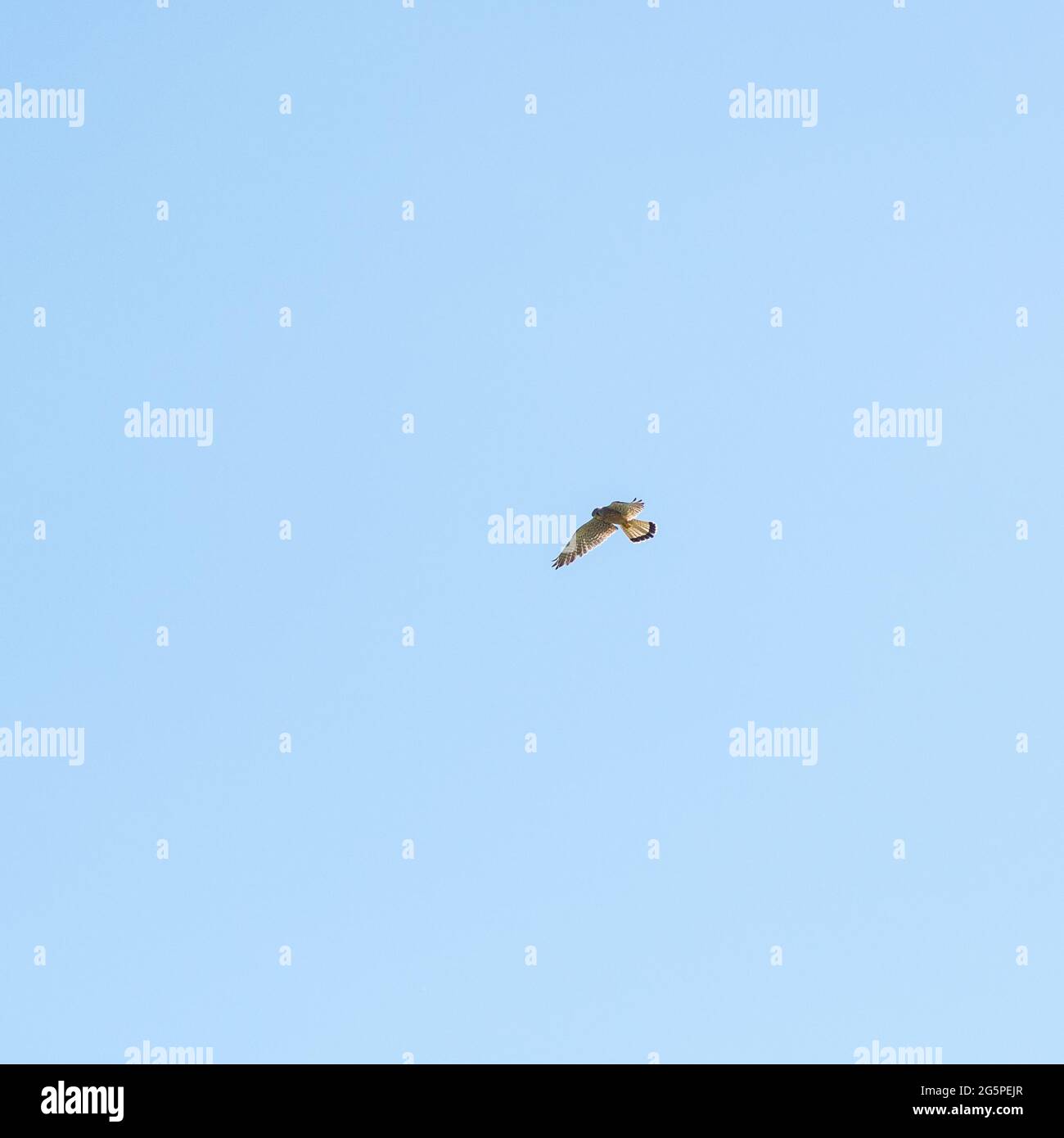 View of Hawk hovering in mid air Stock Photo - Alamy