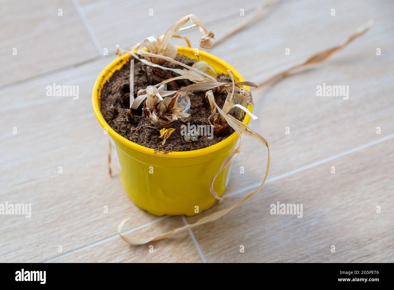 Long flower pot hi-res stock photography and images - Alamy