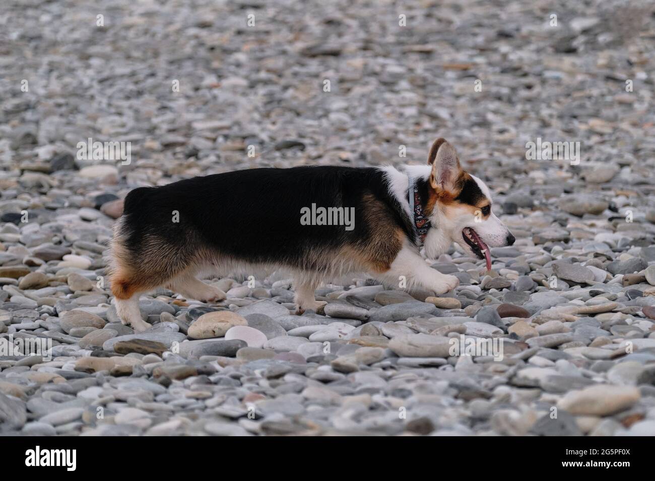 Miniature Welsh Corgi