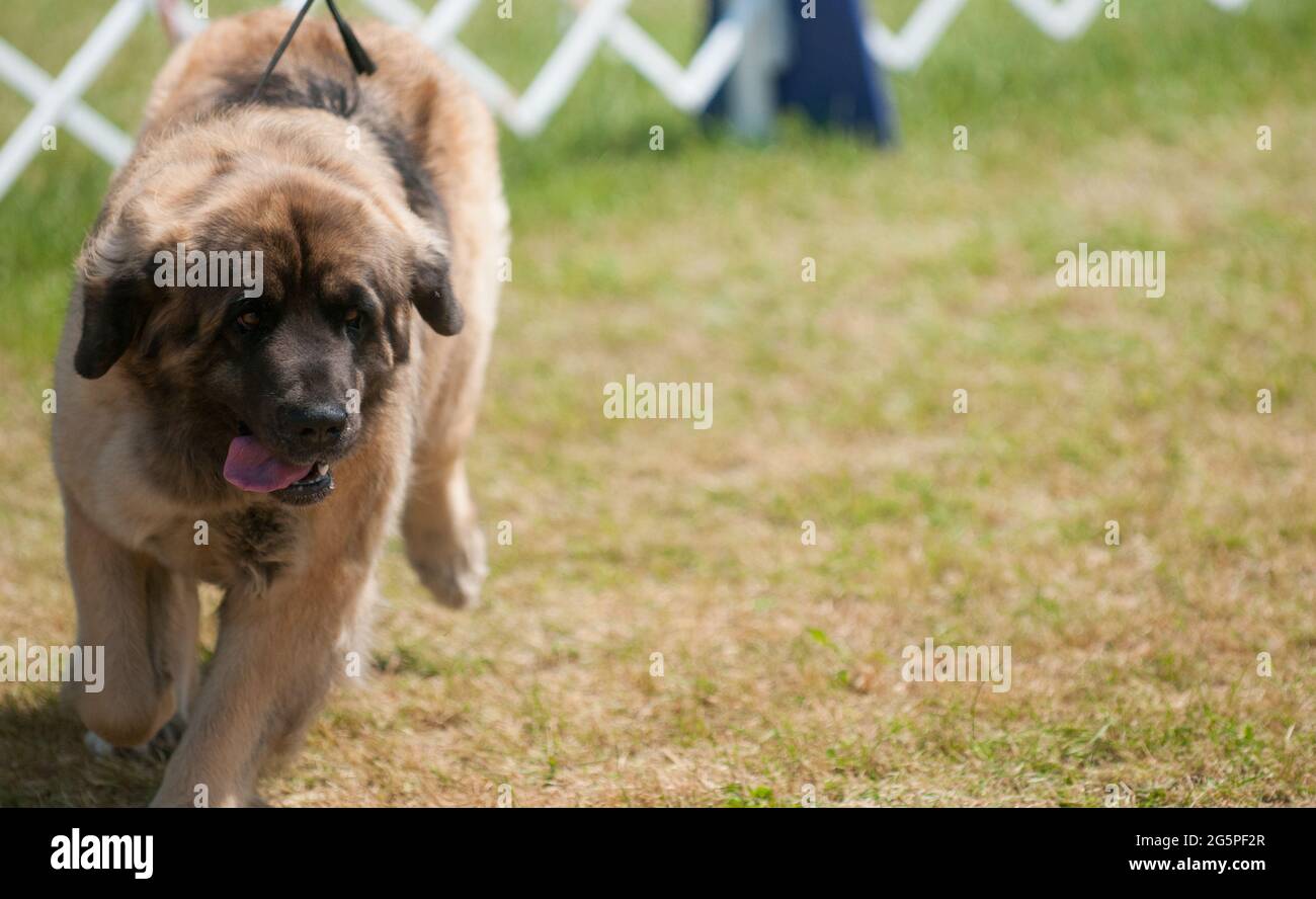 Big dog in the dog show ring Stock Photo - Alamy