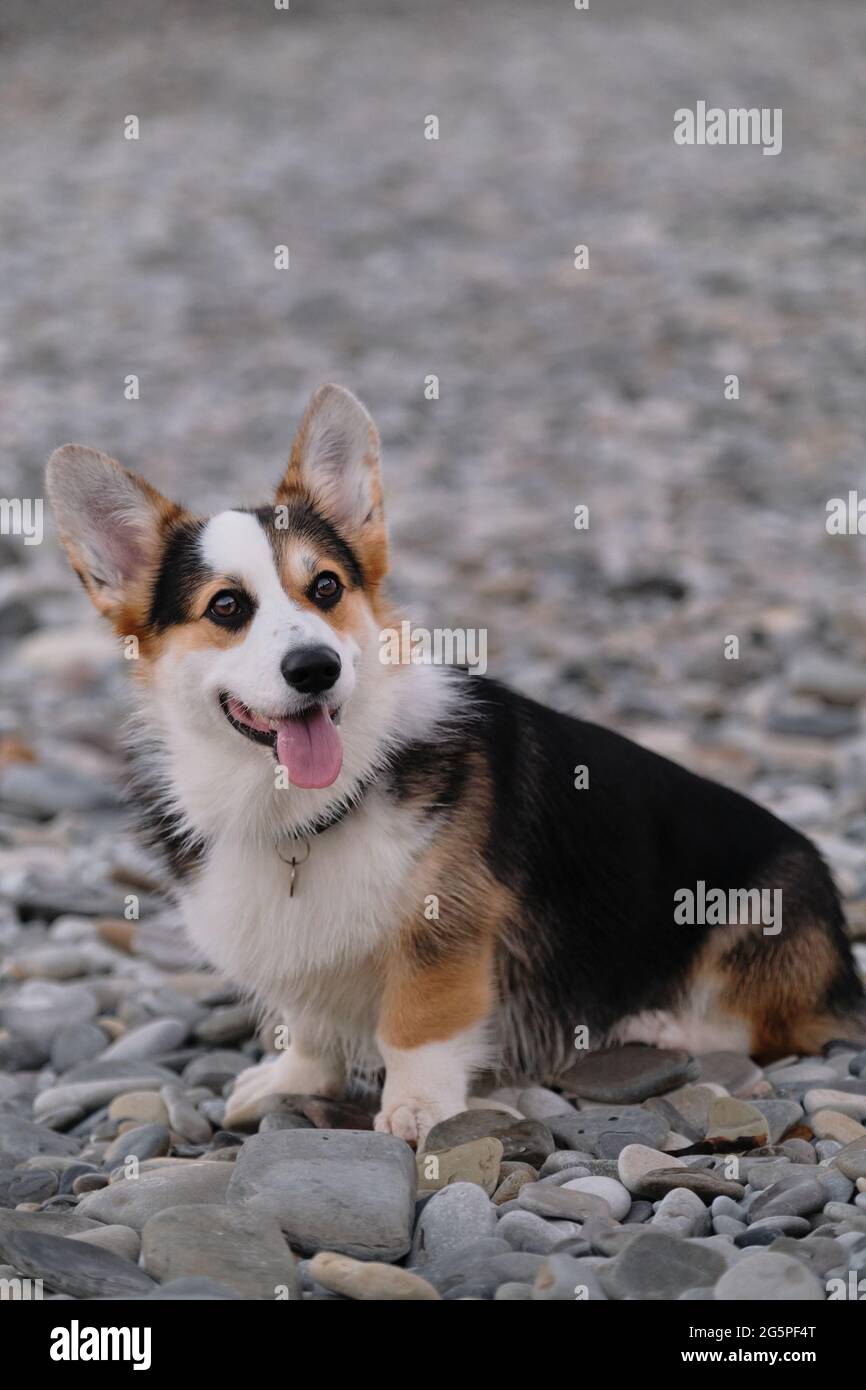 Teen black Welsh corgi pembroke is sitting on pebble beach and enjoying ...