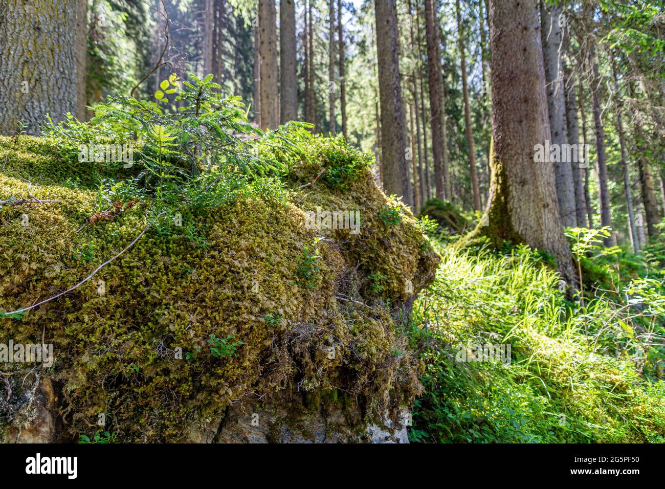 Rock overgrown hi-res stock photography and images - Alamy