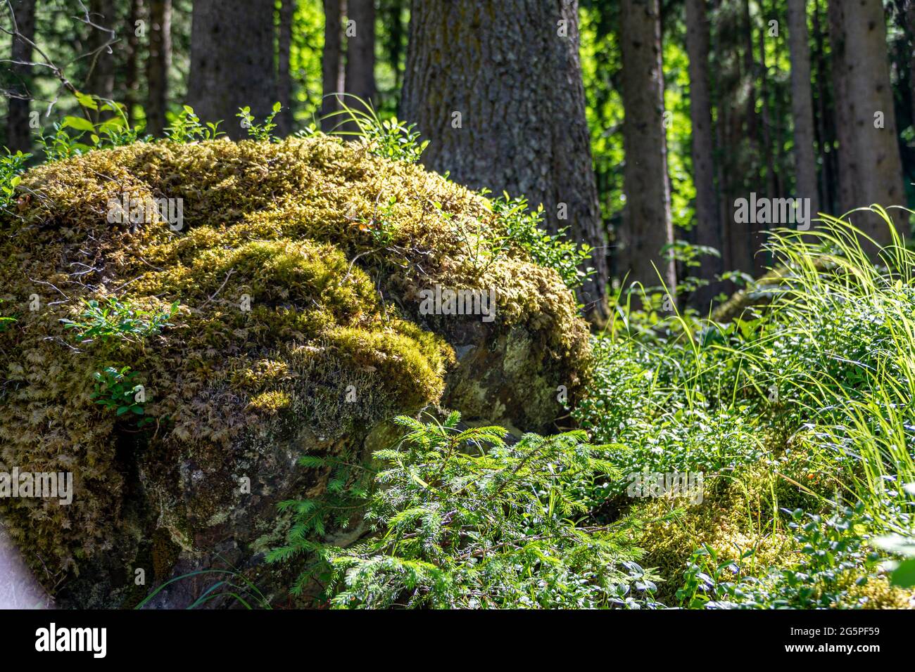 A rock overgrown with moss in a forest Stock Photo - Alamy