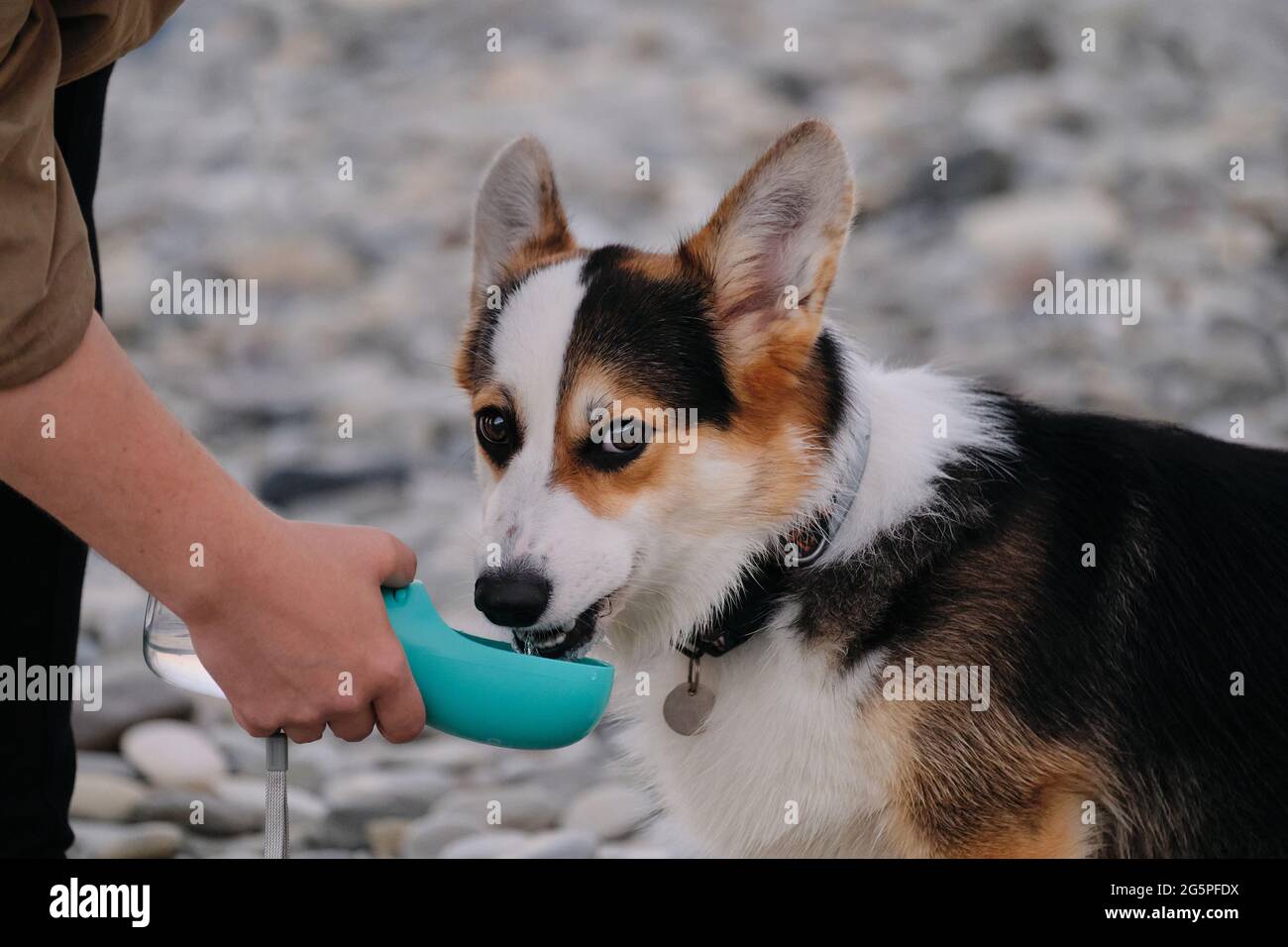Welsh Corgi Pembroke Tricolor sits on pebble beach and thirstily drinks ...