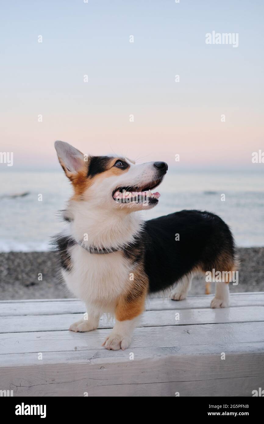 Portrait of tricolor Welsh Corgi Pembroke close up against background ...