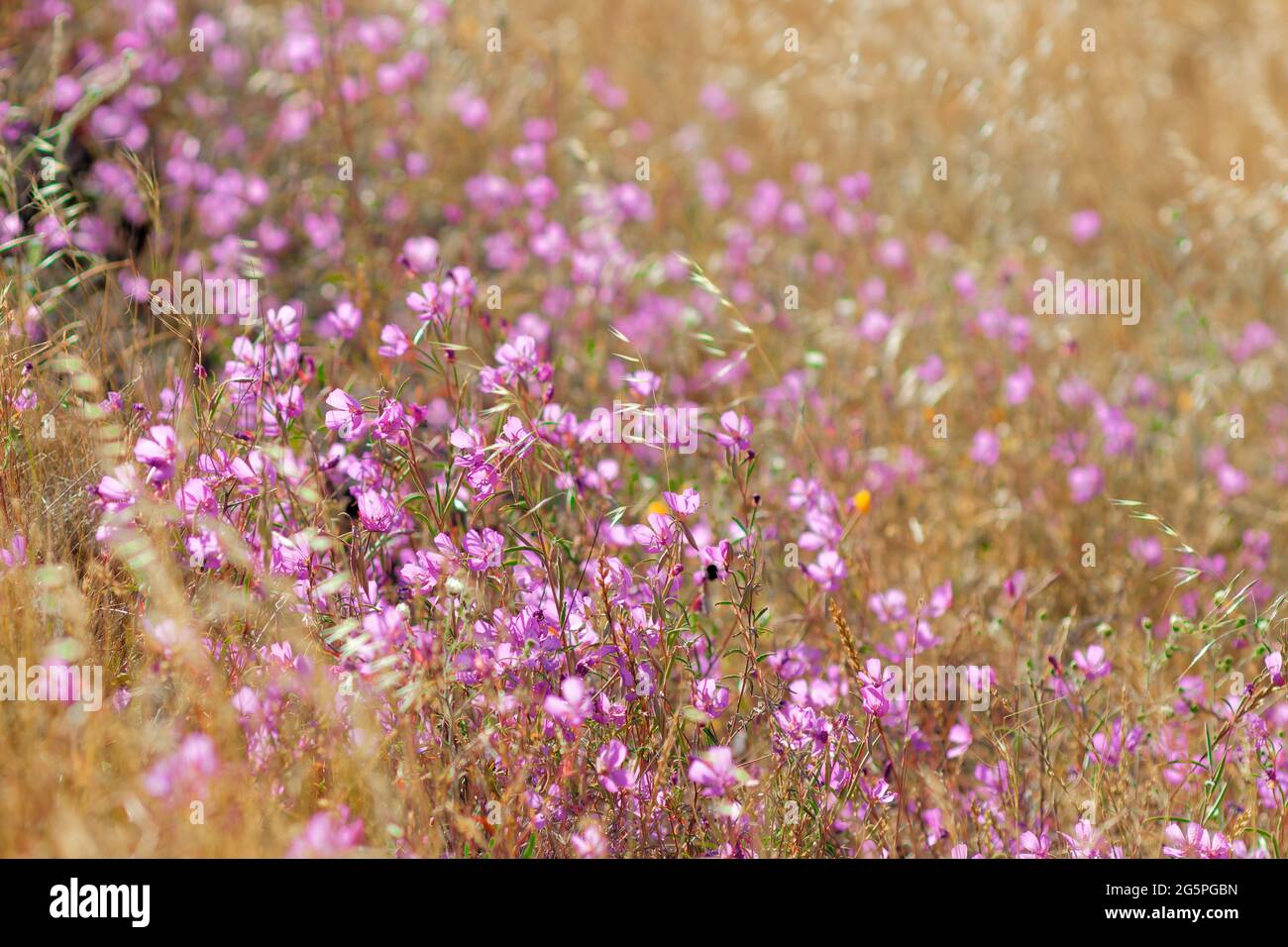 Small purple flowers in a field Stock Photo - Alamy