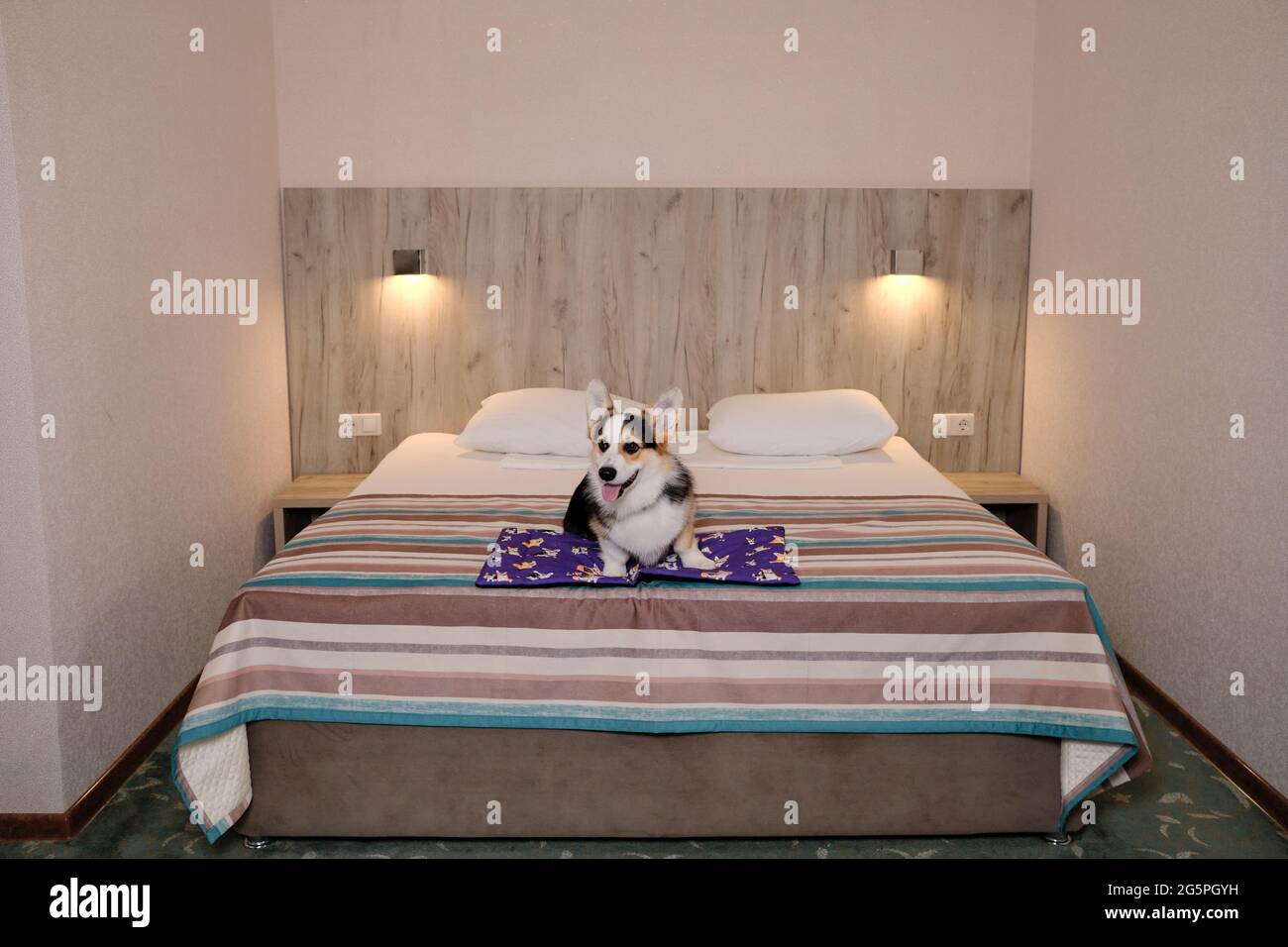 Large dog on hotel room bed hi-res stock photography and images - Alamy