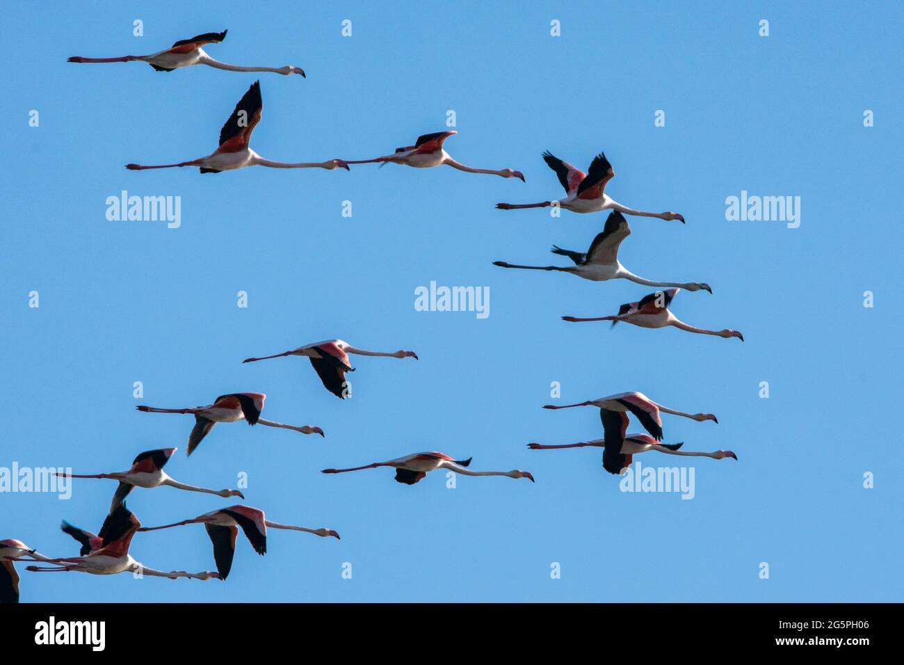A group of flying flamingos Stock Photo - Alamy