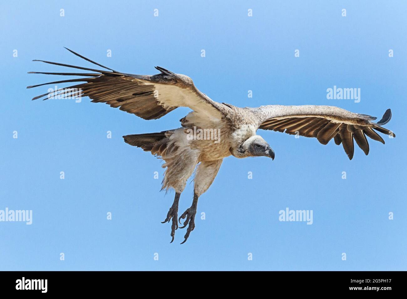 African white-backed vulture (Gyps africanus) in flight. Okavango Delta ...