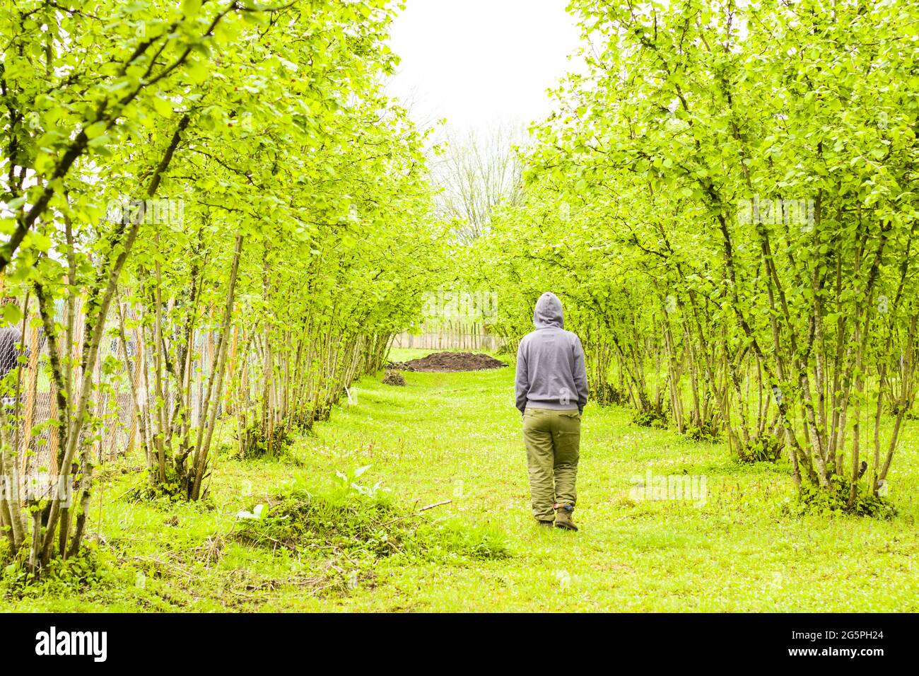 Hazelnut trees piedmont hi-res stock photography and images - Alamy