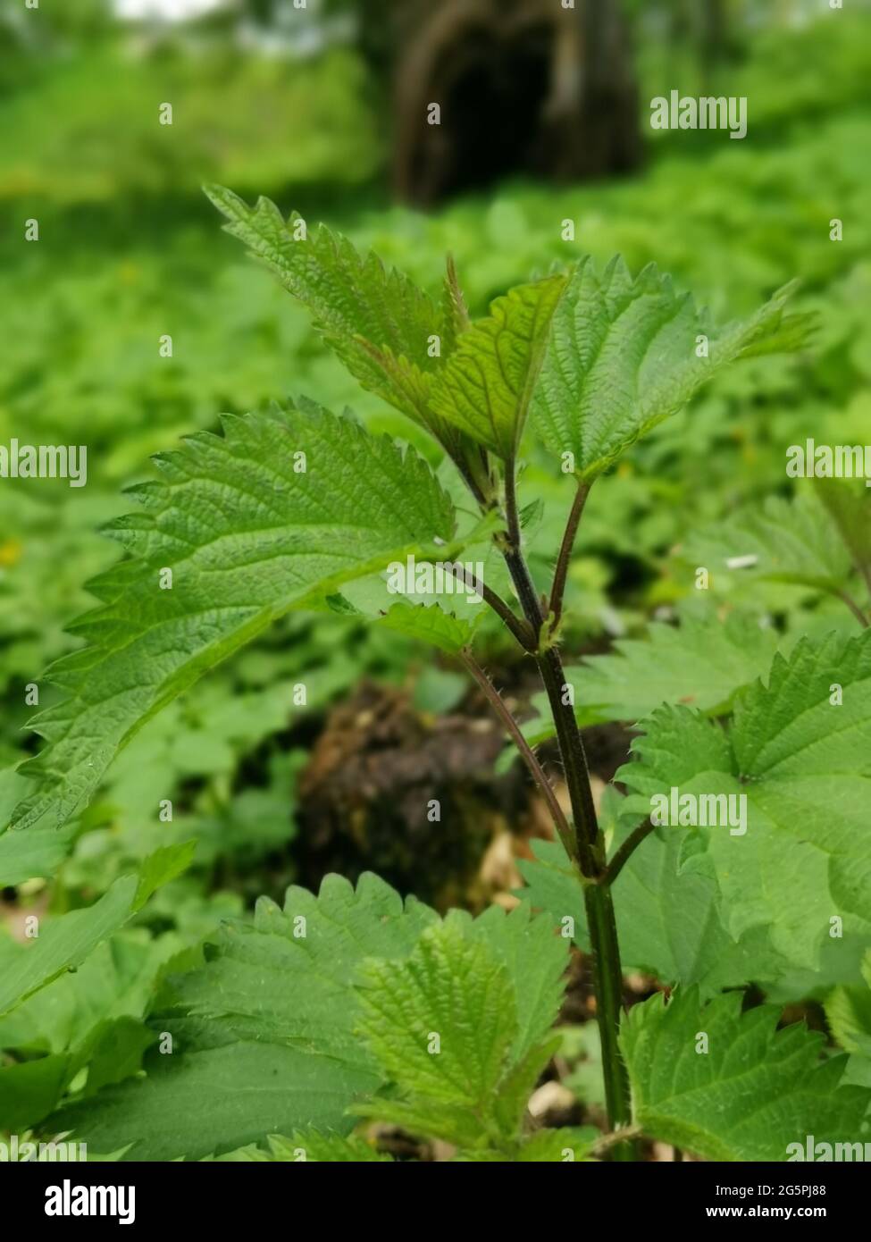 Vertical closeup shot of green leaves on a plant Stock Photo - Alamy