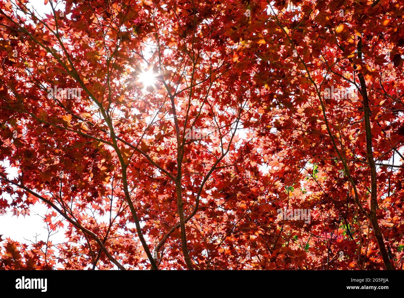Japanese red leaves hi-res stock photography and images - Alamy