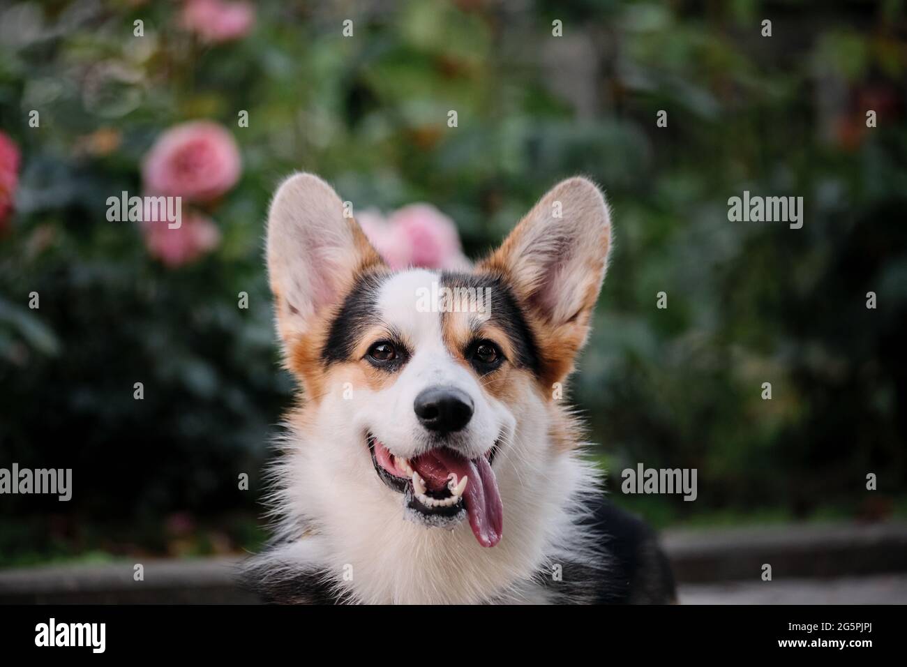 Portrait of beautiful corgi against background of pink roses and green ...