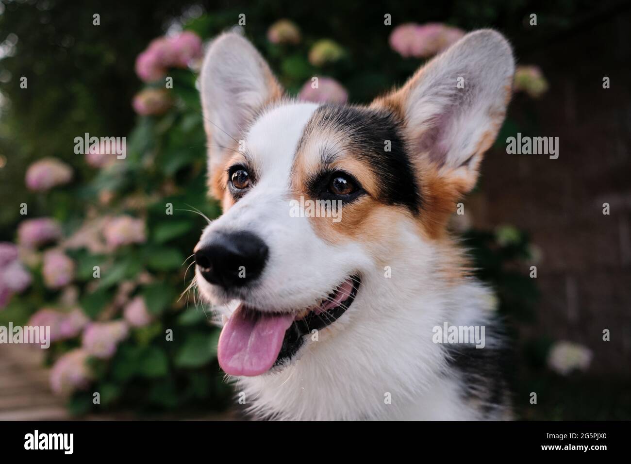 Spot the corgi hi-res stock photography and images - Alamy