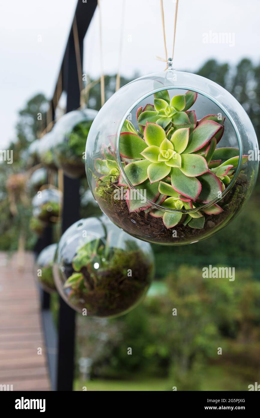 Decor; beautiful succulent plants in a glass bubble Stock Photo - Alamy
