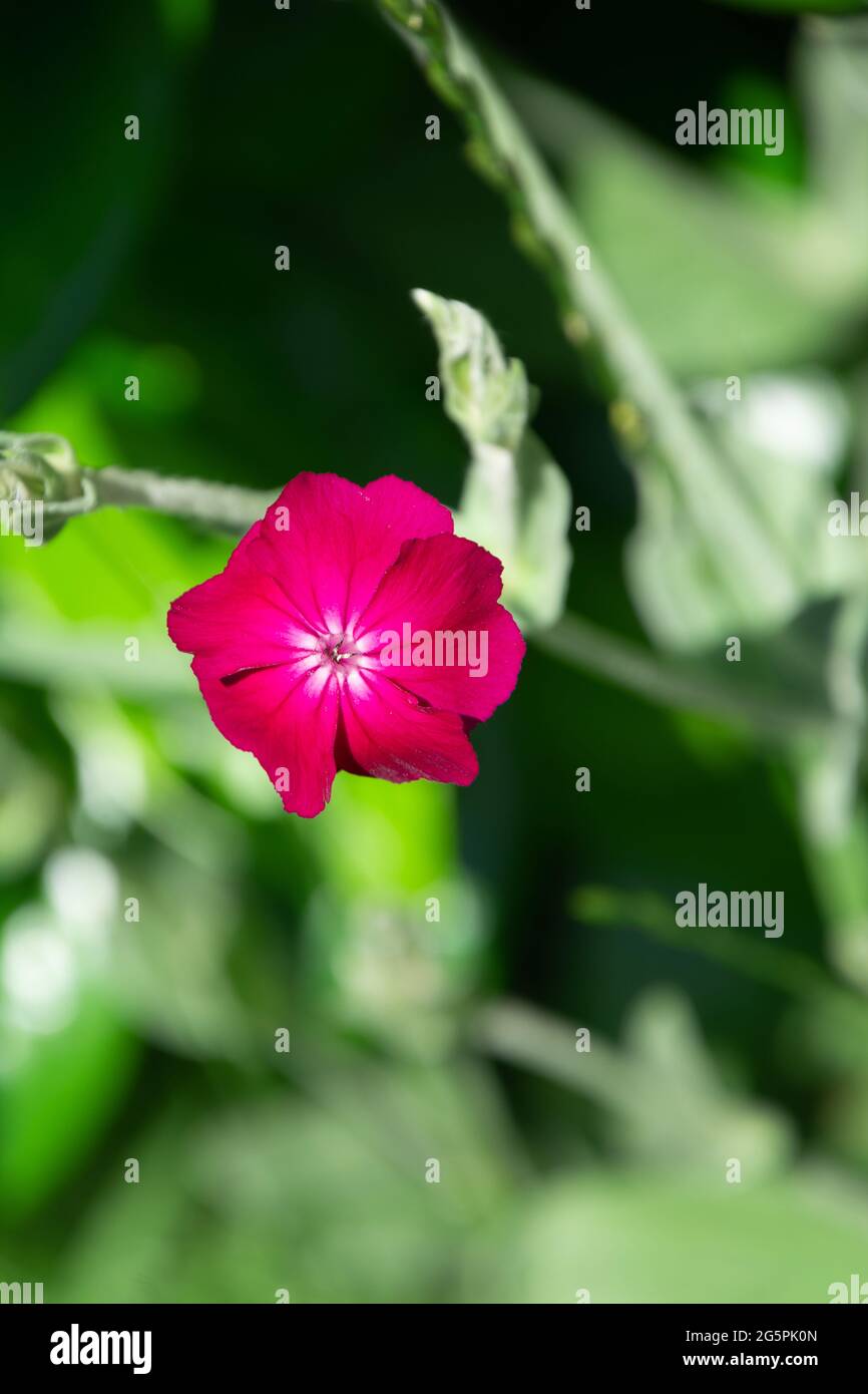 Flowering mullein-pink also called Silene coronaria in the herb garden ...
