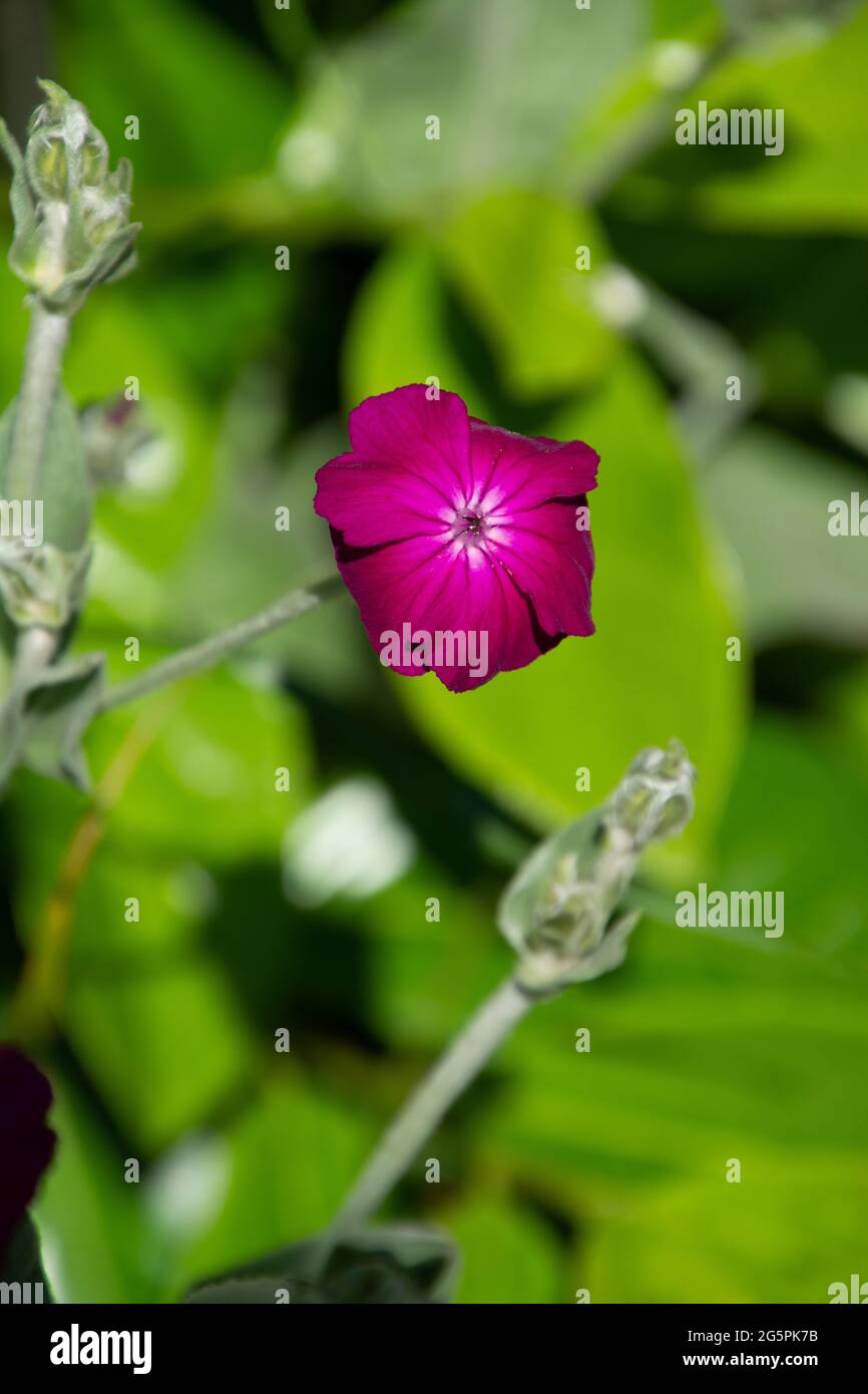 Rose campion leaves hi-res stock photography and images - Alamy