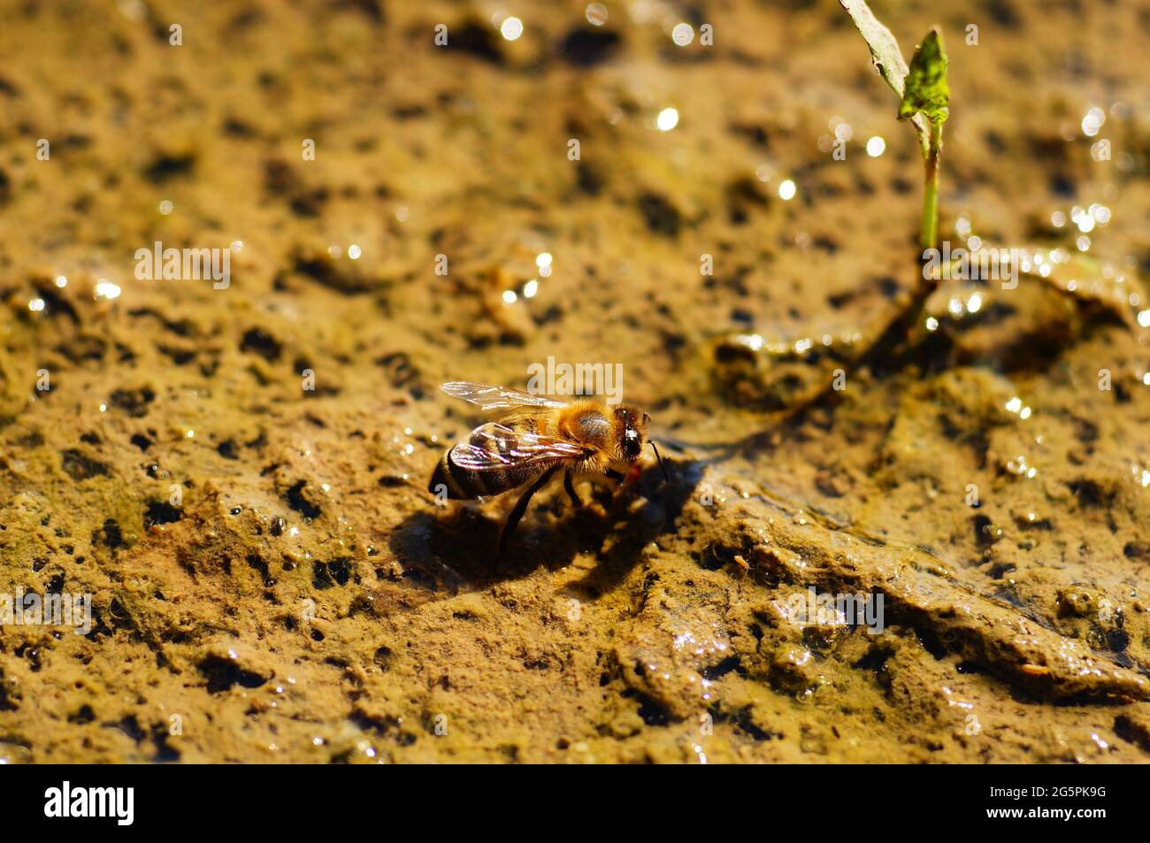 Honey bee collecting water in a puddle Stock Photo - Alamy