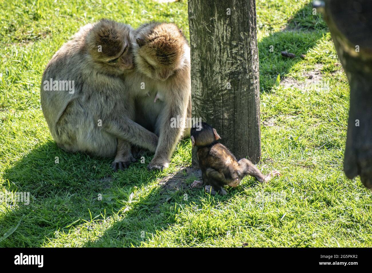 Parent baby monkeys in hi-res stock photography and images - Alamy