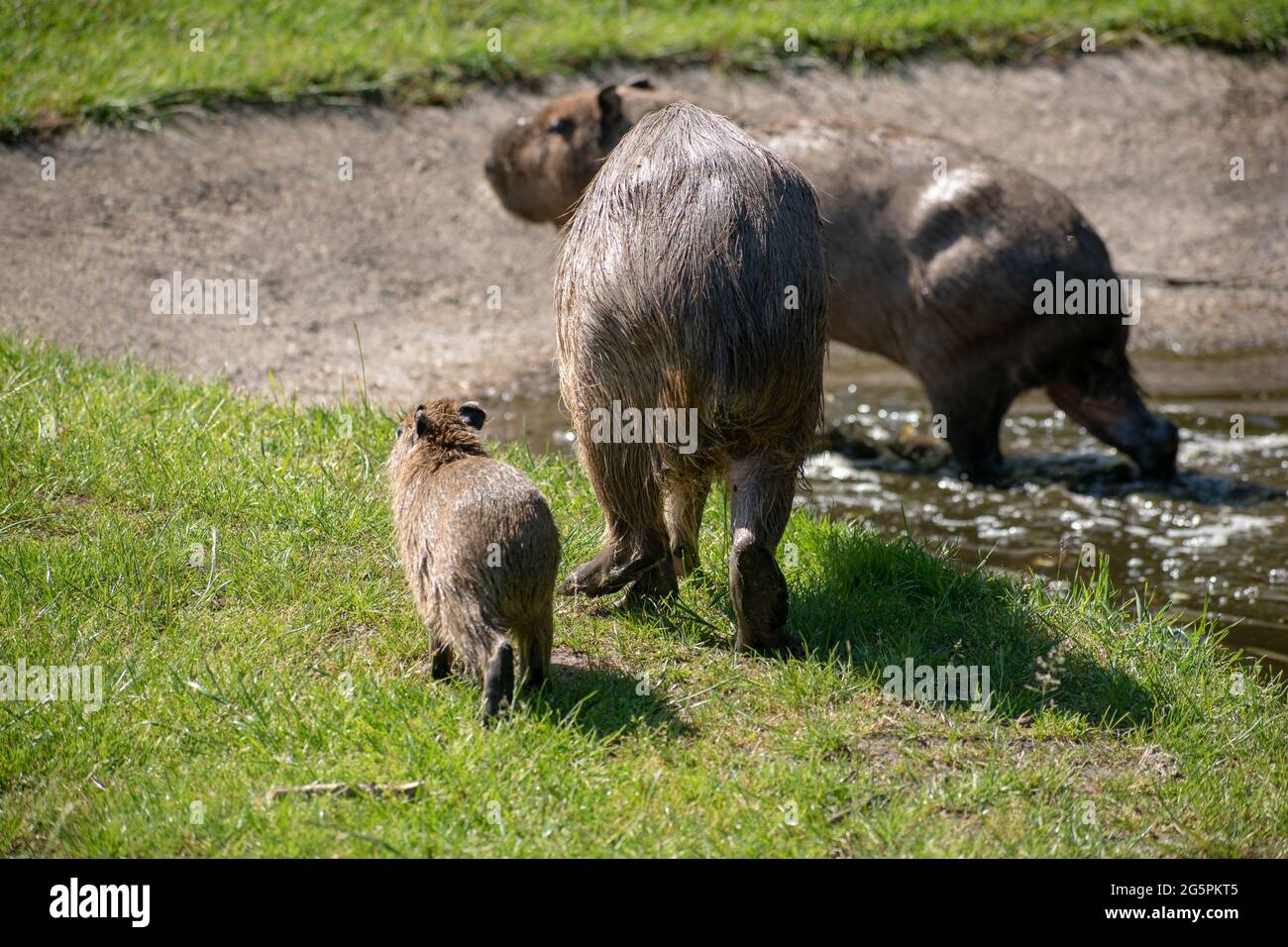 Brown capybaras swimming in a lake Stock Photo - Alamy