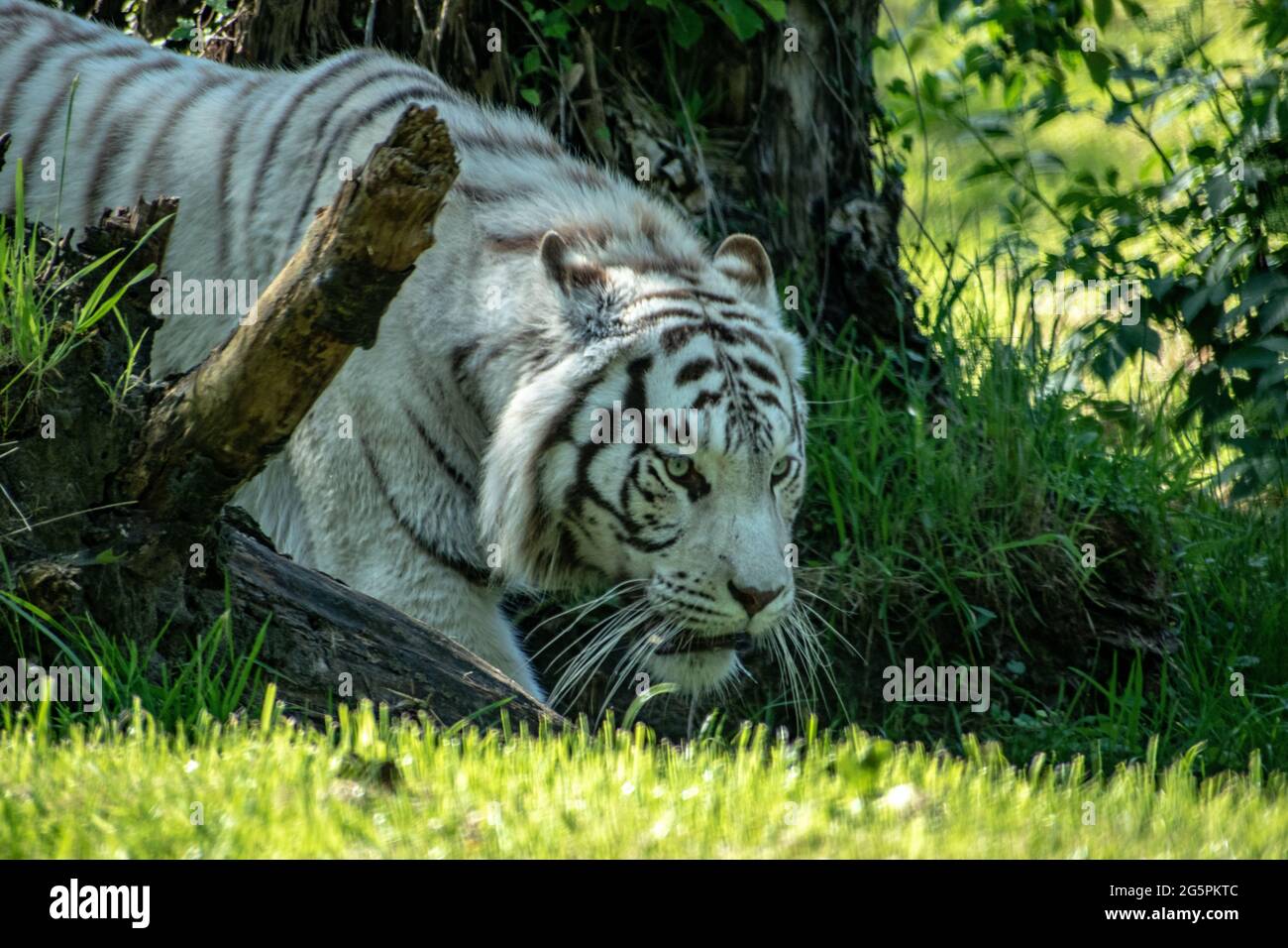 Beautiful white tiger hunting in a forest Stock Photo - Alamy