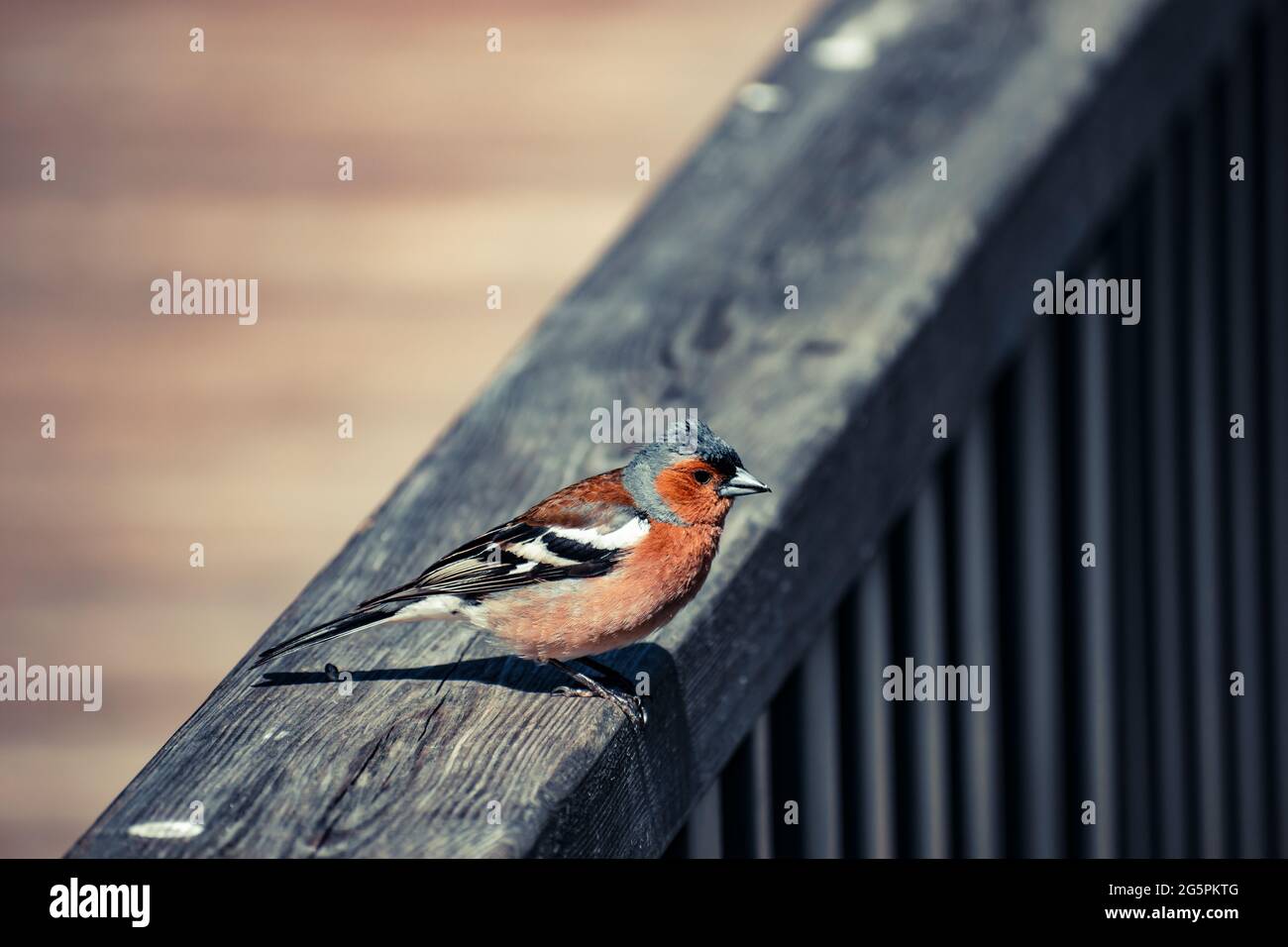 Cute little common chaffinch perched on wooden handrailing Stock Photo ...