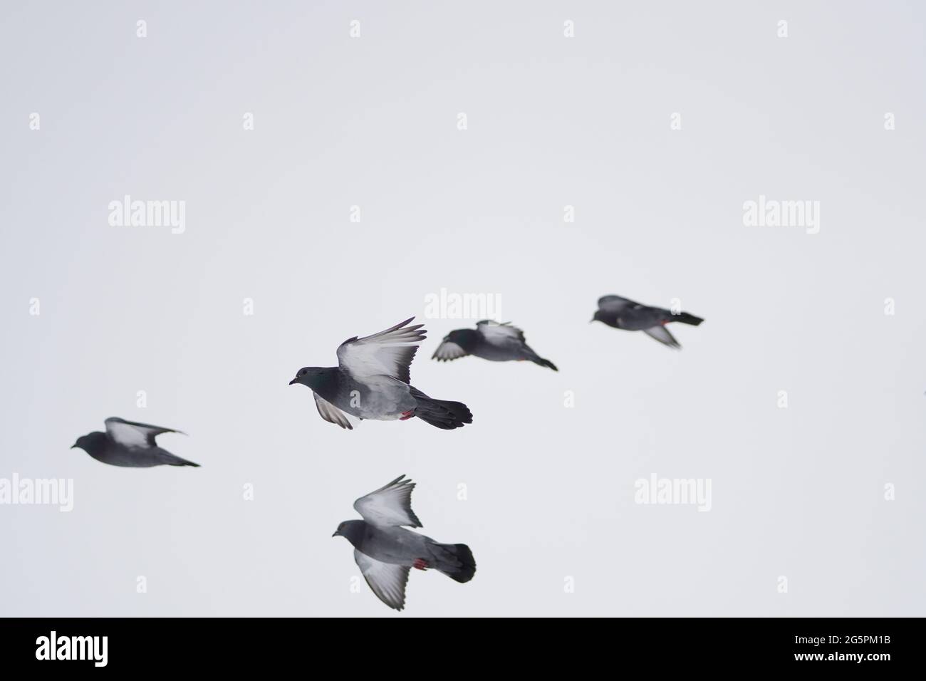 beautiful doves in flight against the sky Stock Photo - Alamy