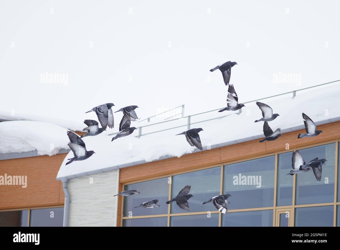 beautiful doves in flight against the sky Stock Photo - Alamy