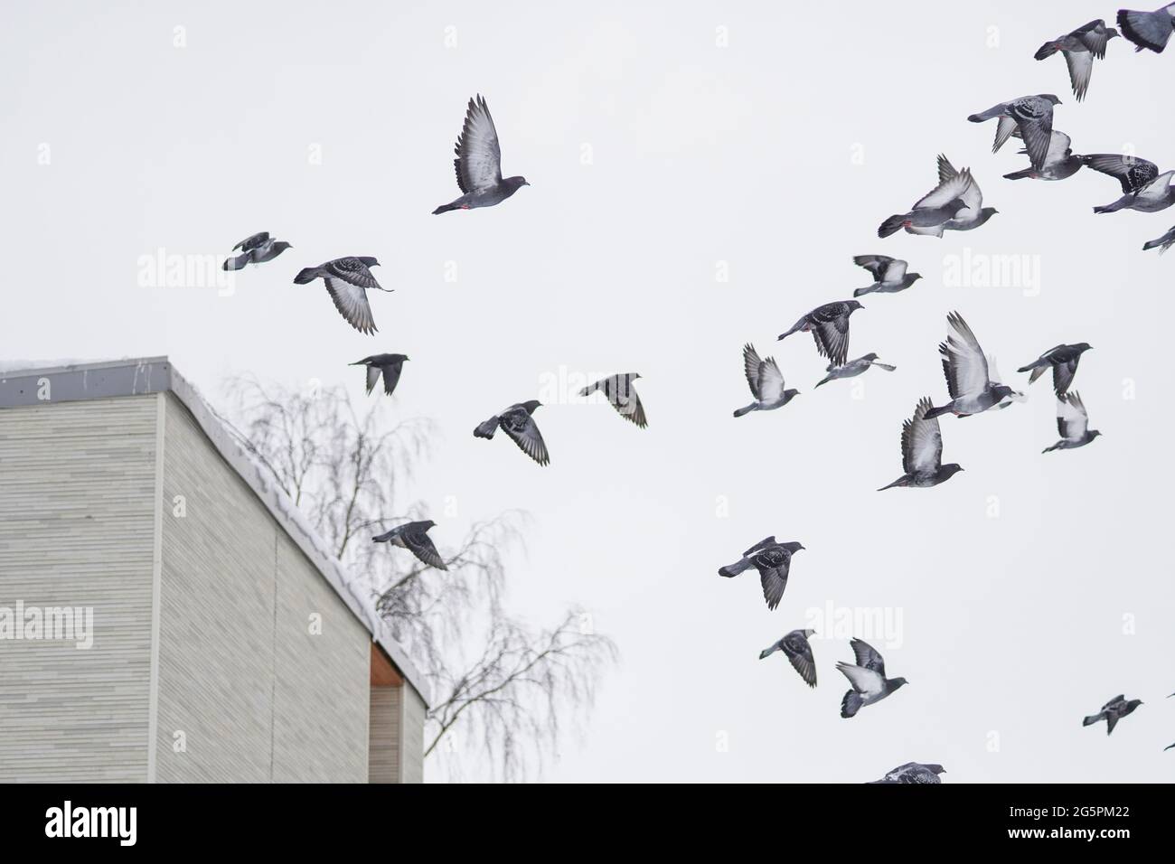 Homing doves hi-res stock photography and images - Alamy