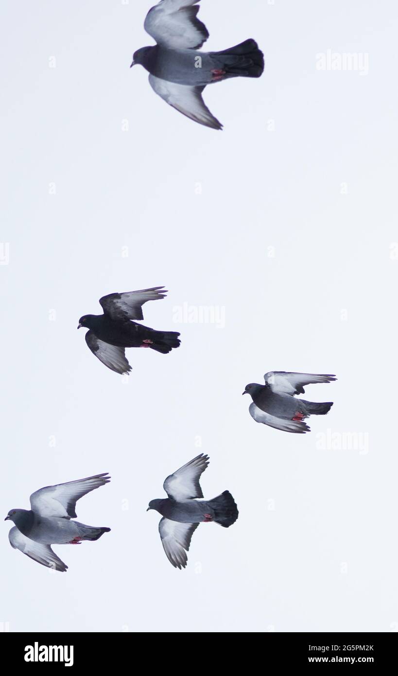 beautiful doves in flight against the sky Stock Photo - Alamy