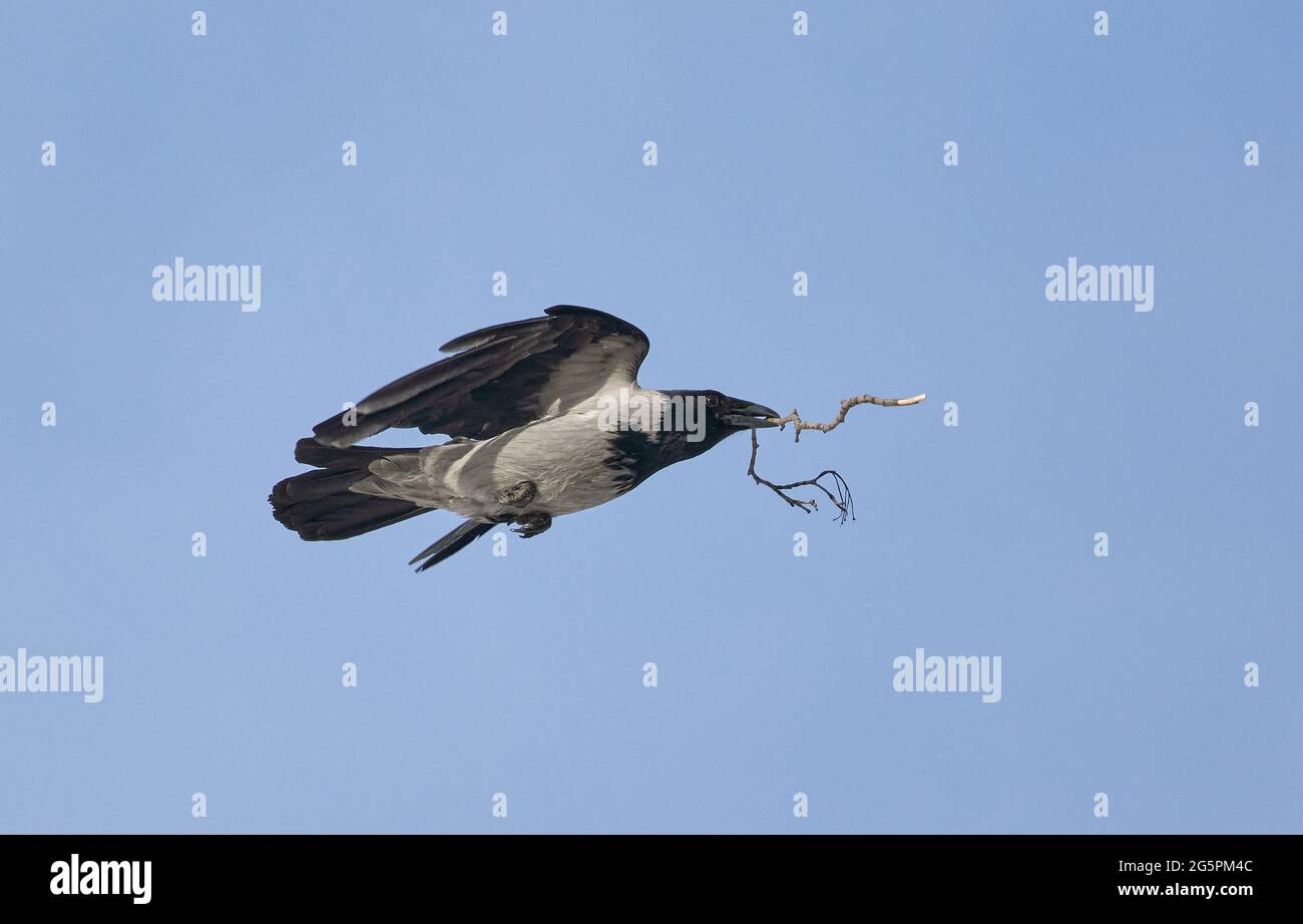 Crow with nesting material for nest building hi-res stock photography ...